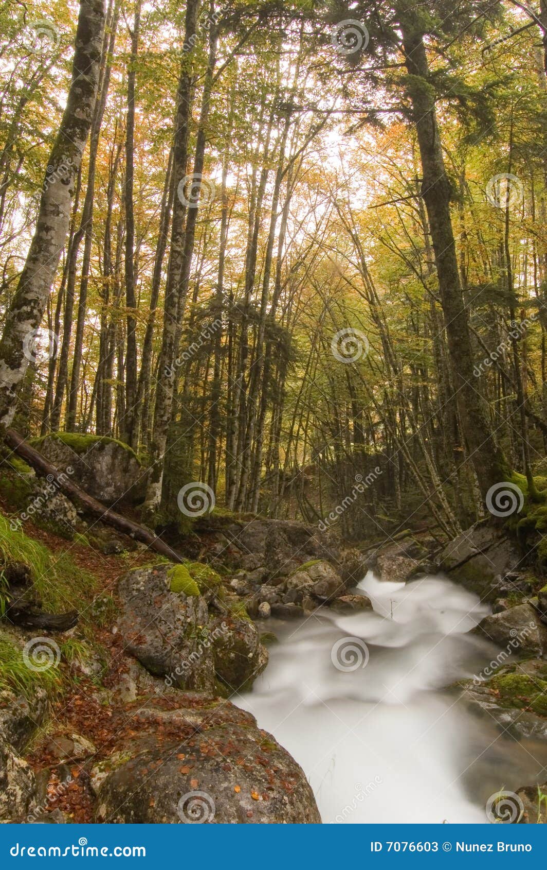 Woodland Stream at the Beginning of Autumn Stock Image - Image of cold ...