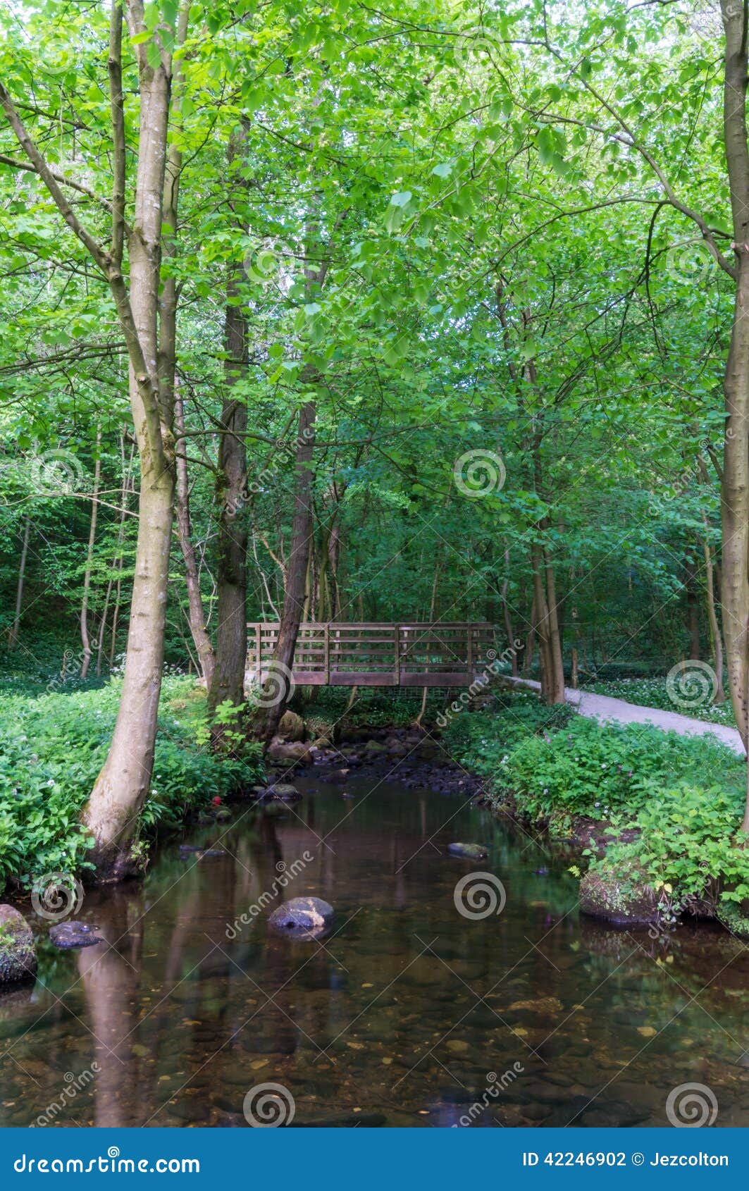 Woodland stream stock photo. Image of nature, water, green - 42246902