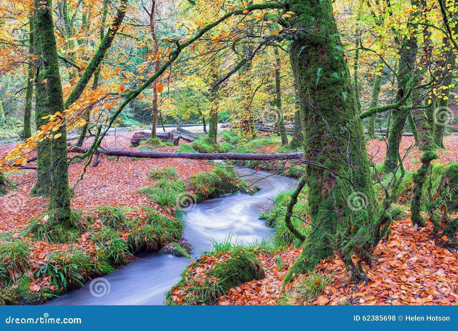 Woodland Stream stock photo. Image of fall, golitha, britain - 62385698