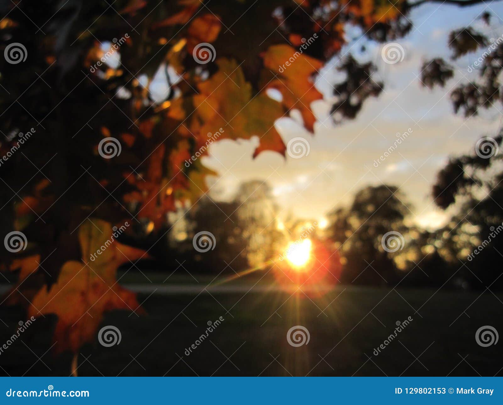 Woodland Sunset stock image. Image of leaves, woodland - 129802153