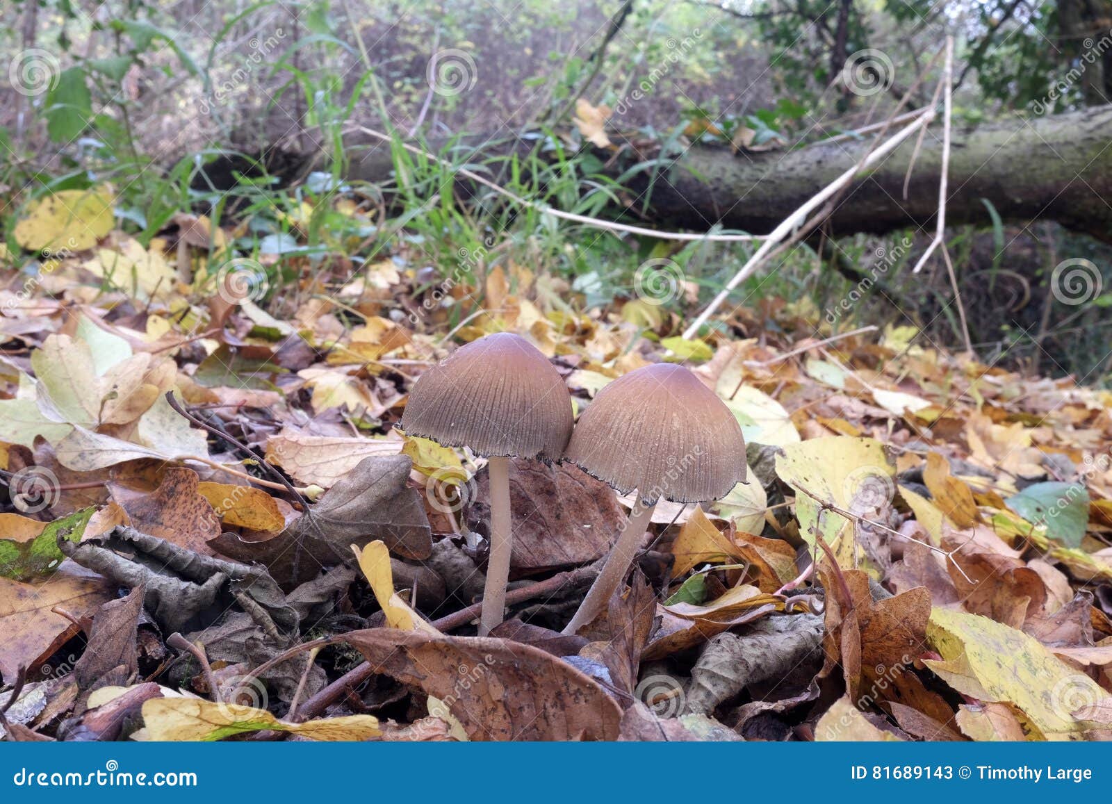 Woodland Toad Stool or Mushrooms Stock Image - Image of forest, leaves ...