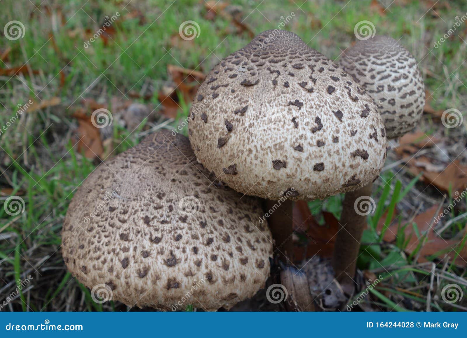 Woodland Toadstools in Autumn Stock Photo - Image of leaves, mushrooms ...