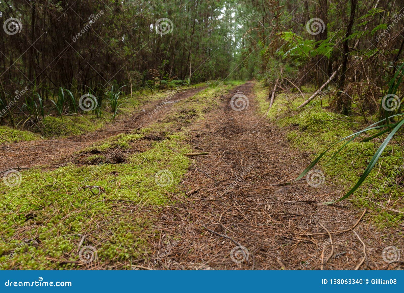 Woodland Track through a Forest, Tasmania Stock Photo - Image of track ...