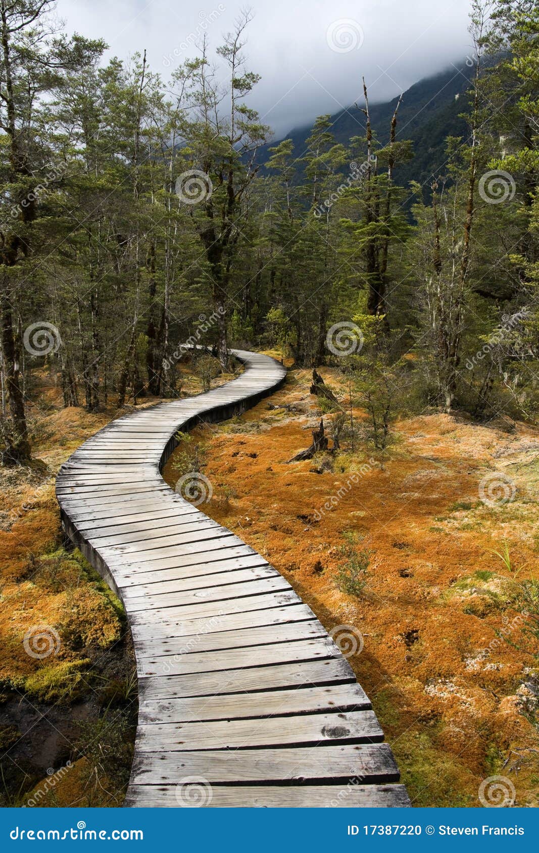 Woodland Trail stock photo. Image of crossing, trail - 17387220
