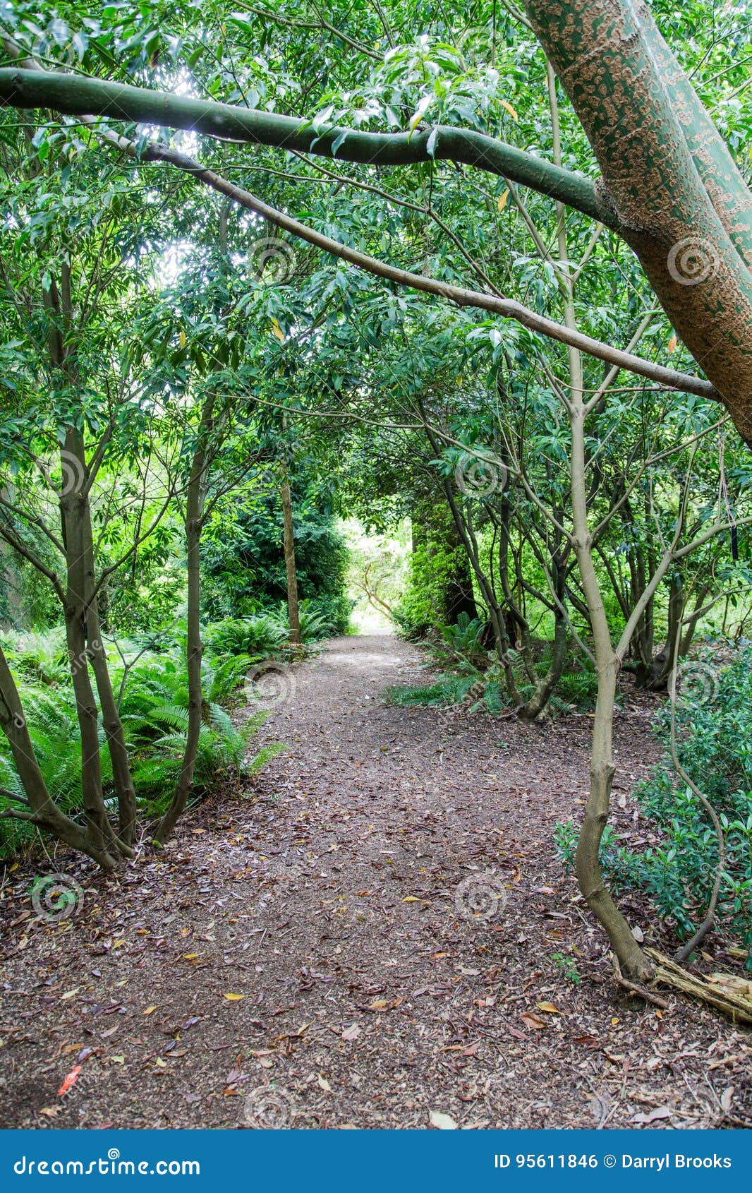 Woodland Trail through Forest Stock Photo - Image of nature, trail ...