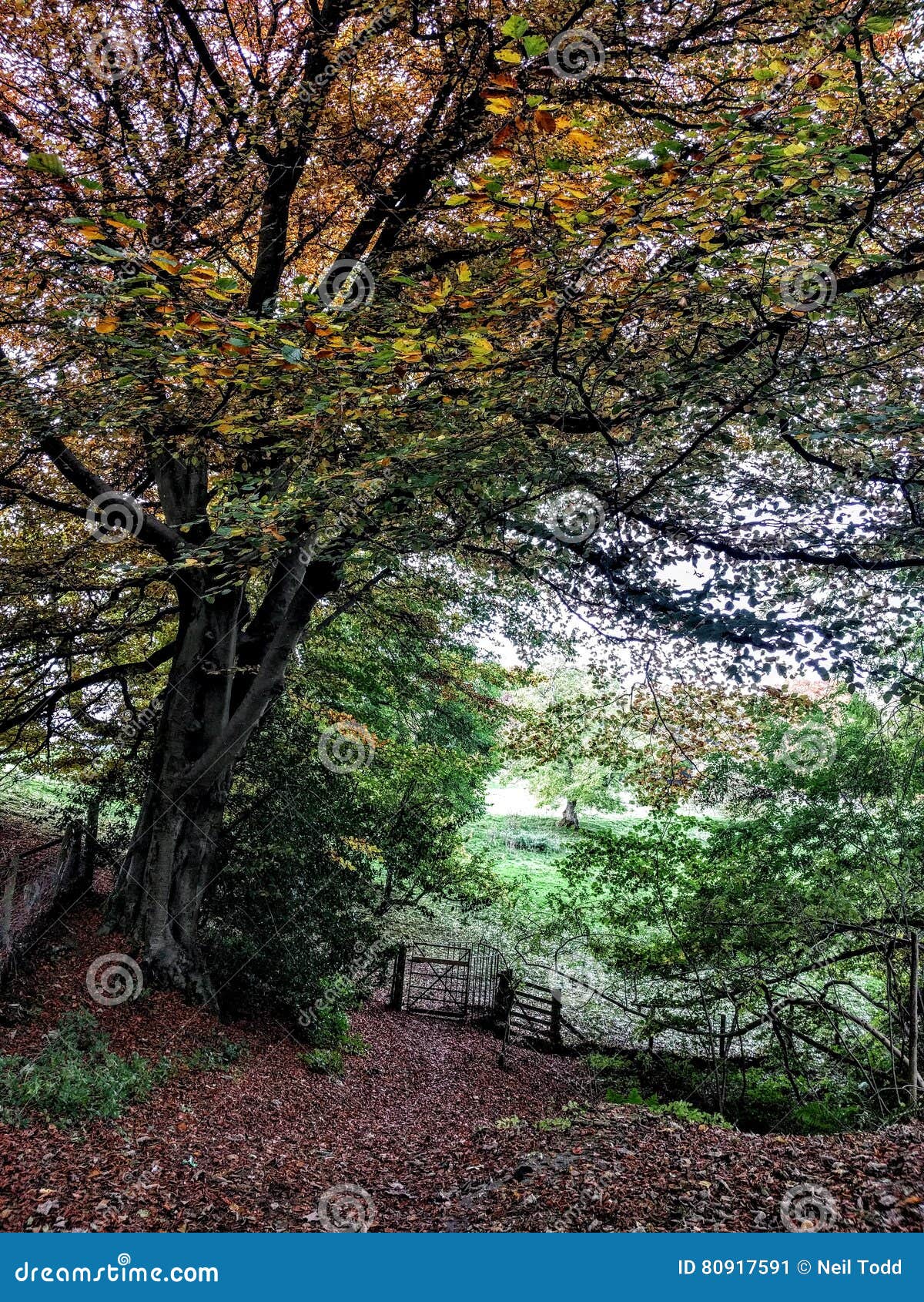 Woodland trails stock image. Image of trees, path, trails - 80917591