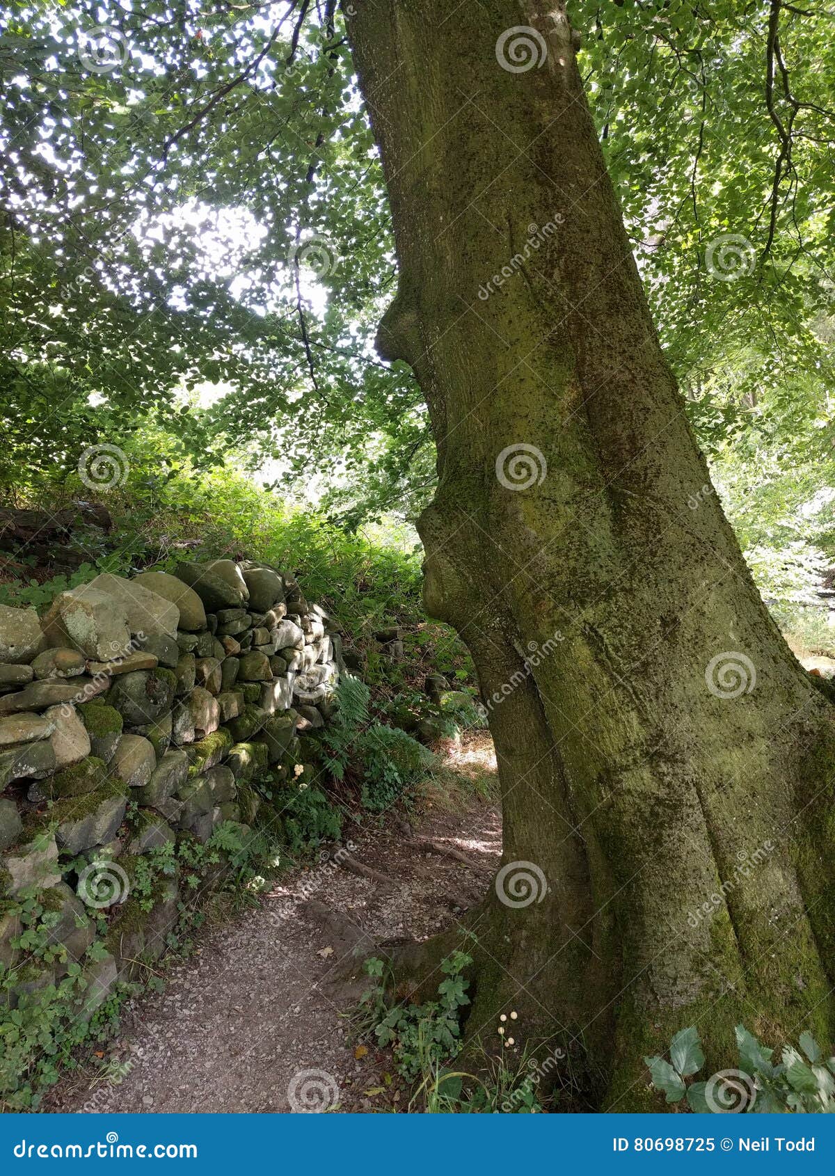 Woodland trails stock image. Image of trails, path, trees - 80698725