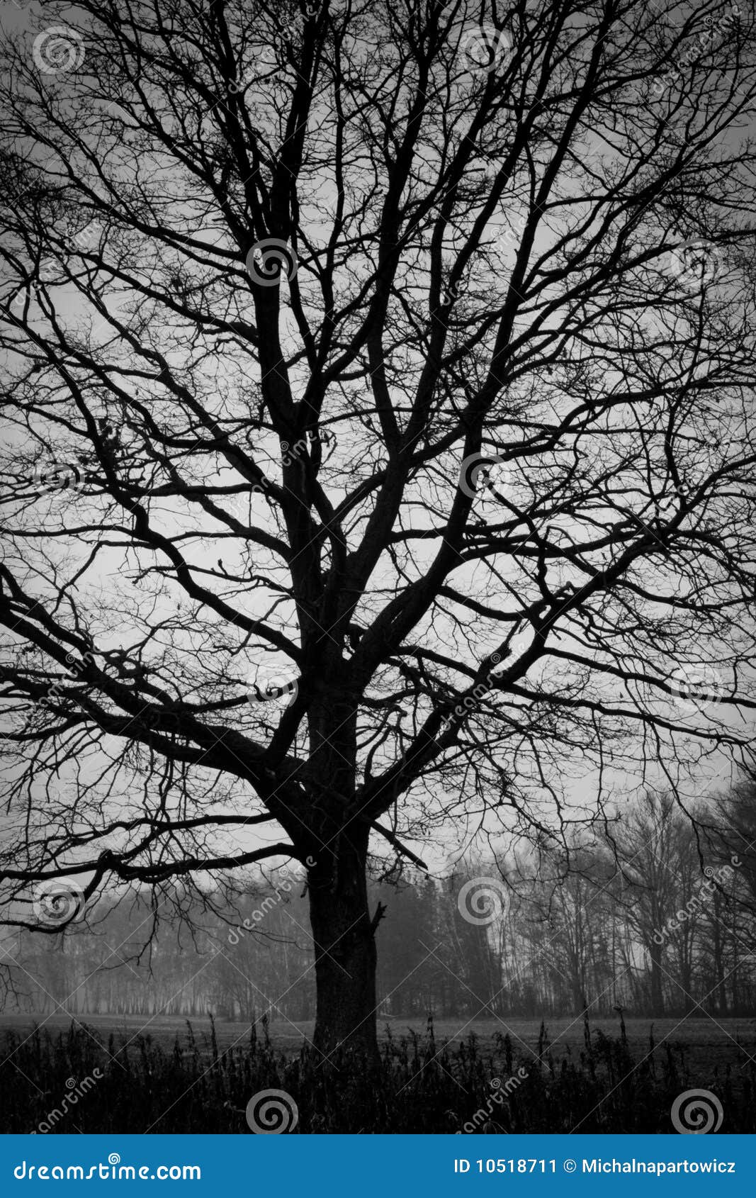 Woodland - Tree. B&W Photography Stock Image - Image of photograph ...