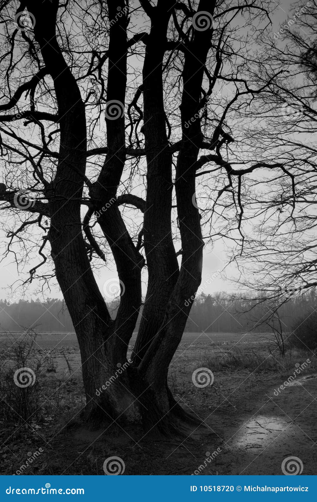 Woodland - Tree. B&W Photography Stock Photo - Image of season, white ...