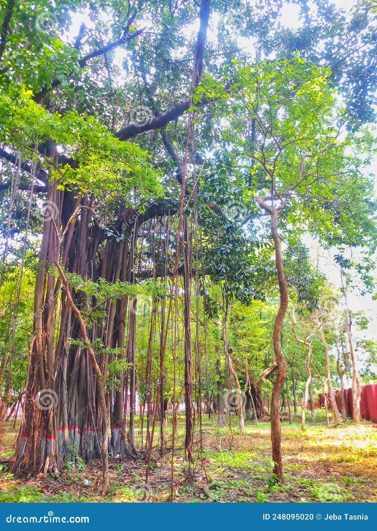 Woodland Tree Our Green Life Stock Photo - Image of branch, garden ...