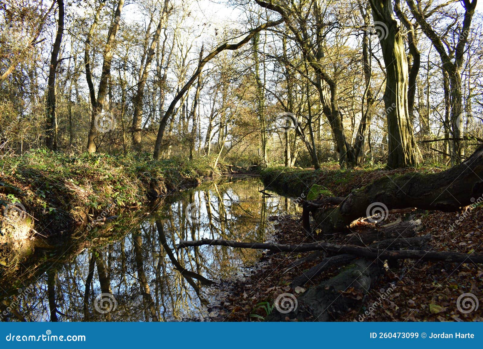 Woodland Trees Arching Over Stream Stock Image - Image of tree, stream ...