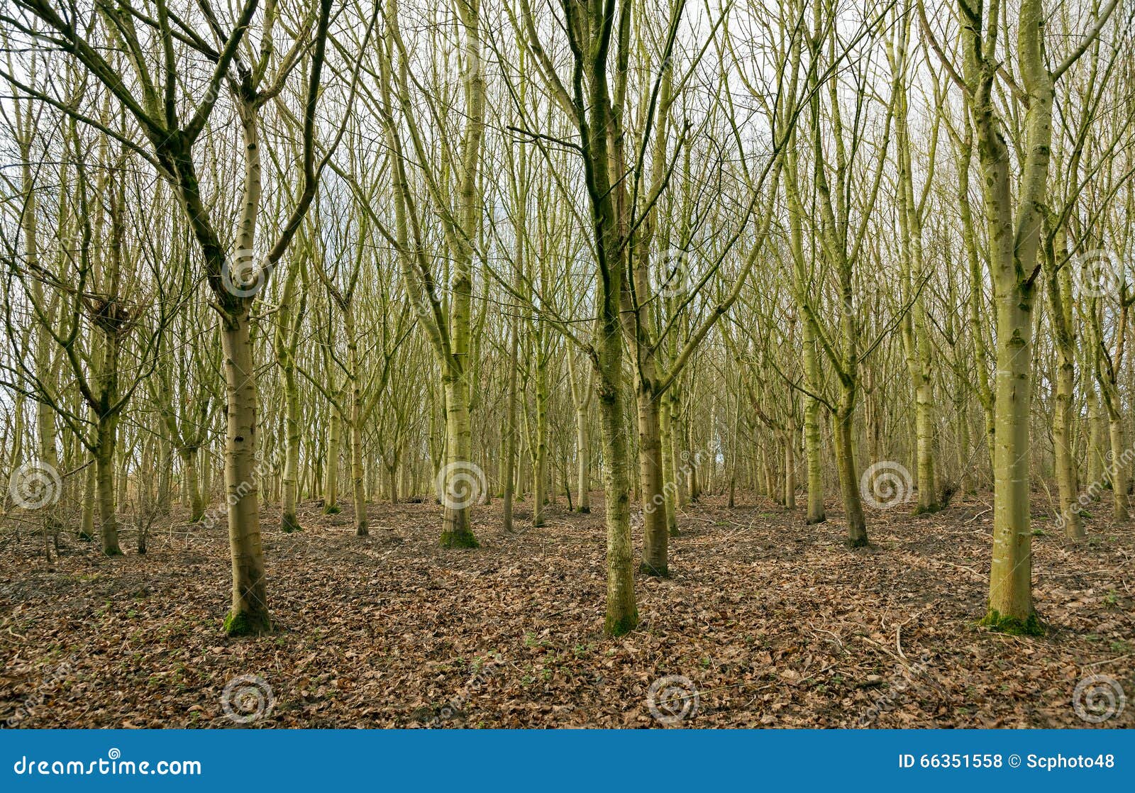 Woodland Trees Stock Photo | CartoonDealer.com #66351558