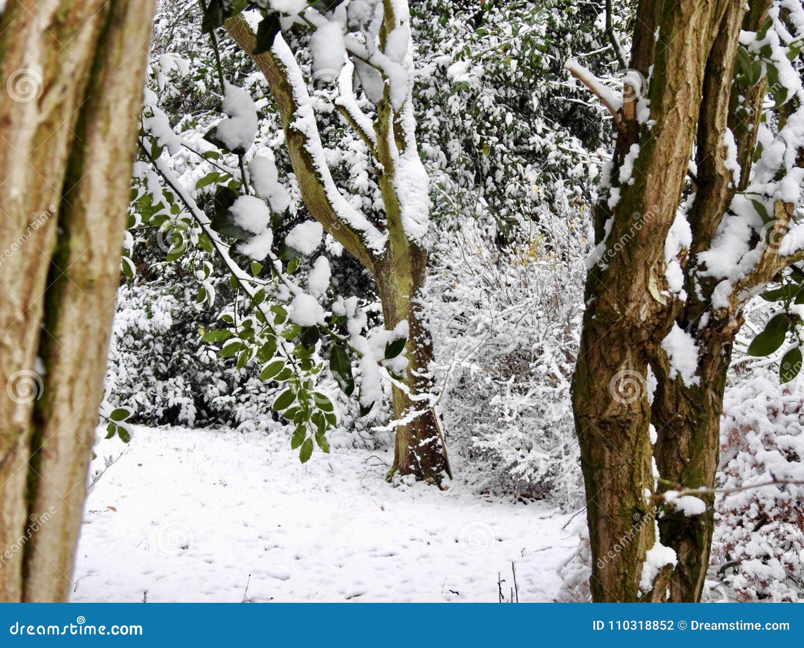 Winter Woodland Trees Snow Scene Stock Photo - Image of winter, scene ...