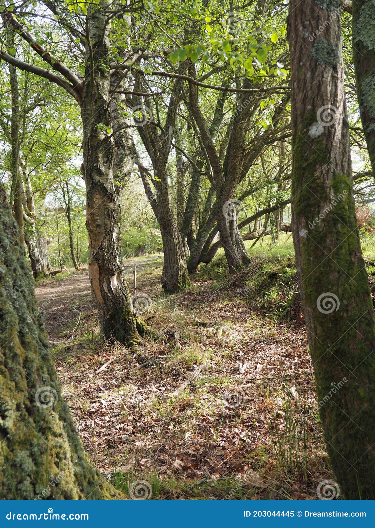 Branching out stock image. Image of wilderness, woodland - 203044445