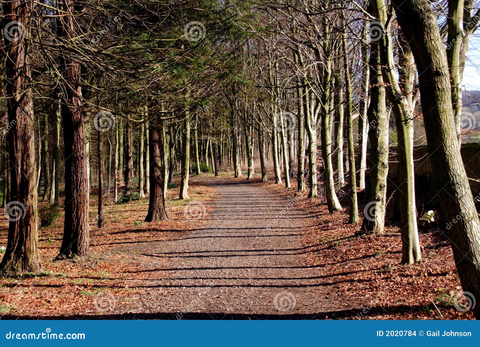Woodland walk stock photo. Image of shadows, path, alnwick - 2020784
