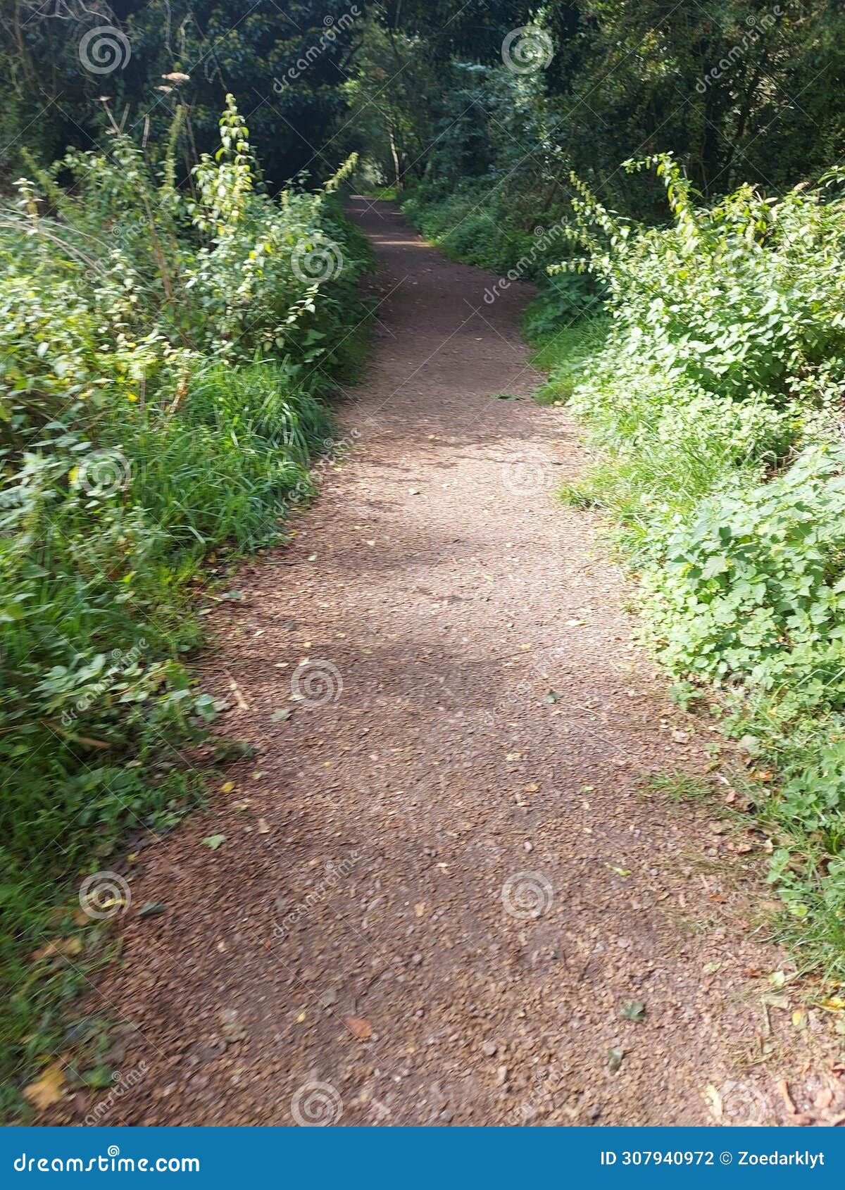 Woodland Walk Path Greenery Forest Trees Bushes Stock Photo - Image of ...