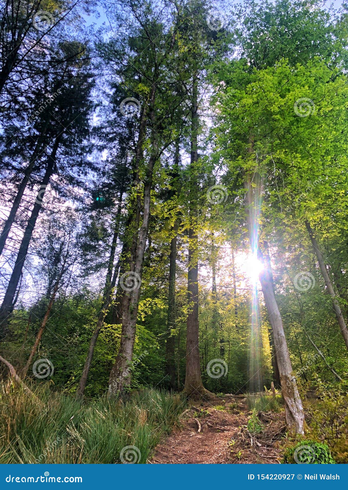 Woodland Walk stock image. Image of sunset, trees, woodland - 154220927