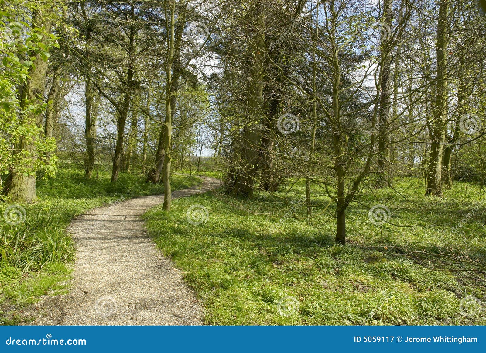 Woodland_walk35 stock image. Image of woodlands, spring - 5059117