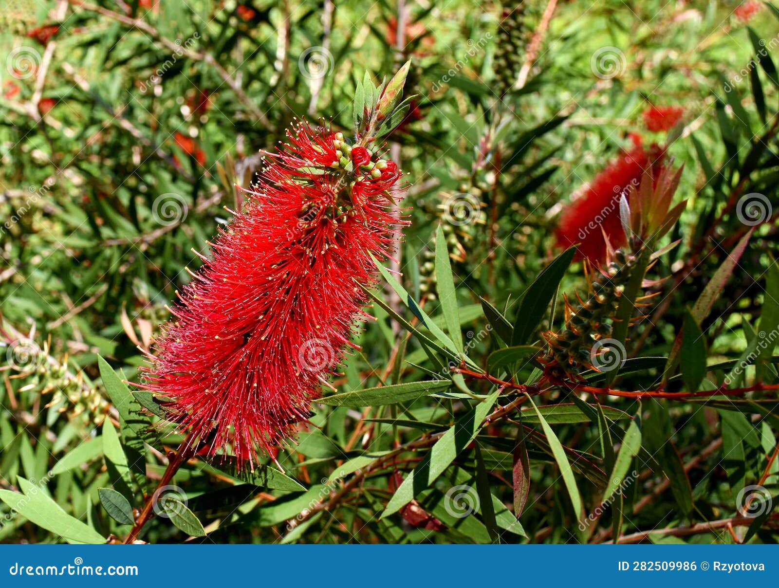 Woodlander S Red Hardy Bottlebrush Stock Photo - Image of flower ...