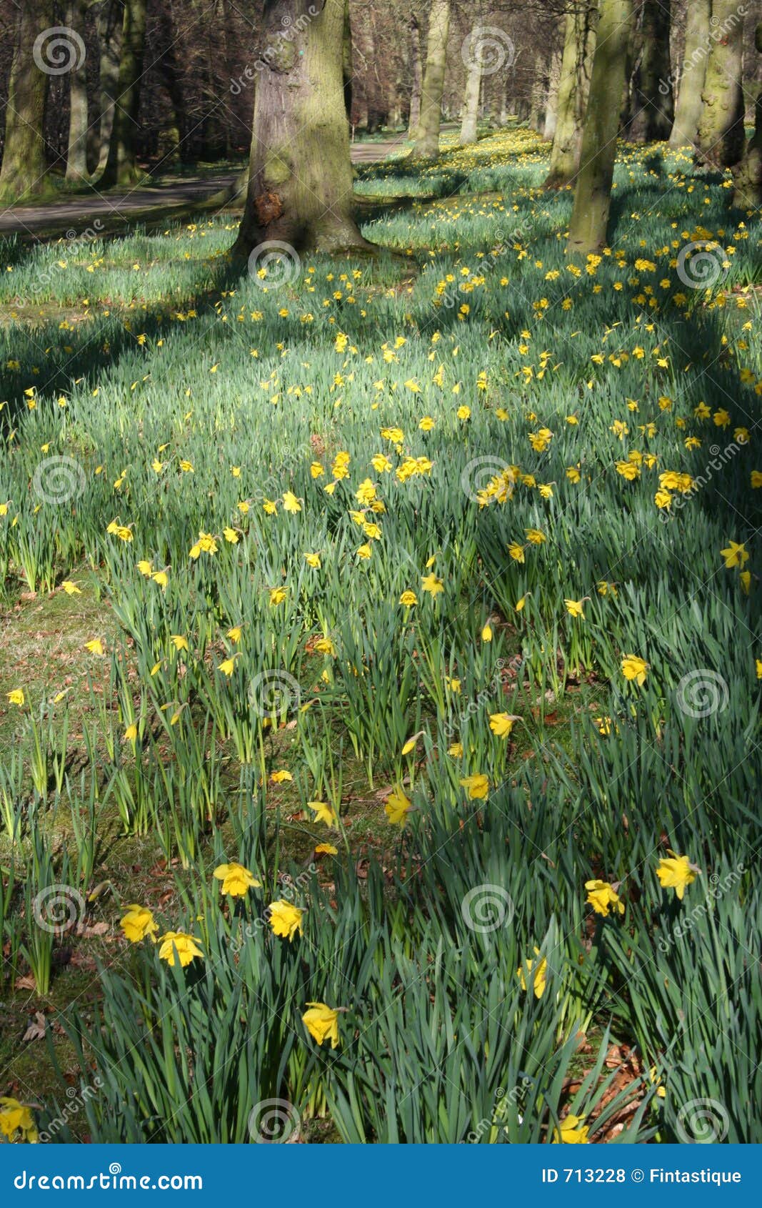 Woodlands in springtime stock photo. Image of woodlands - 713228