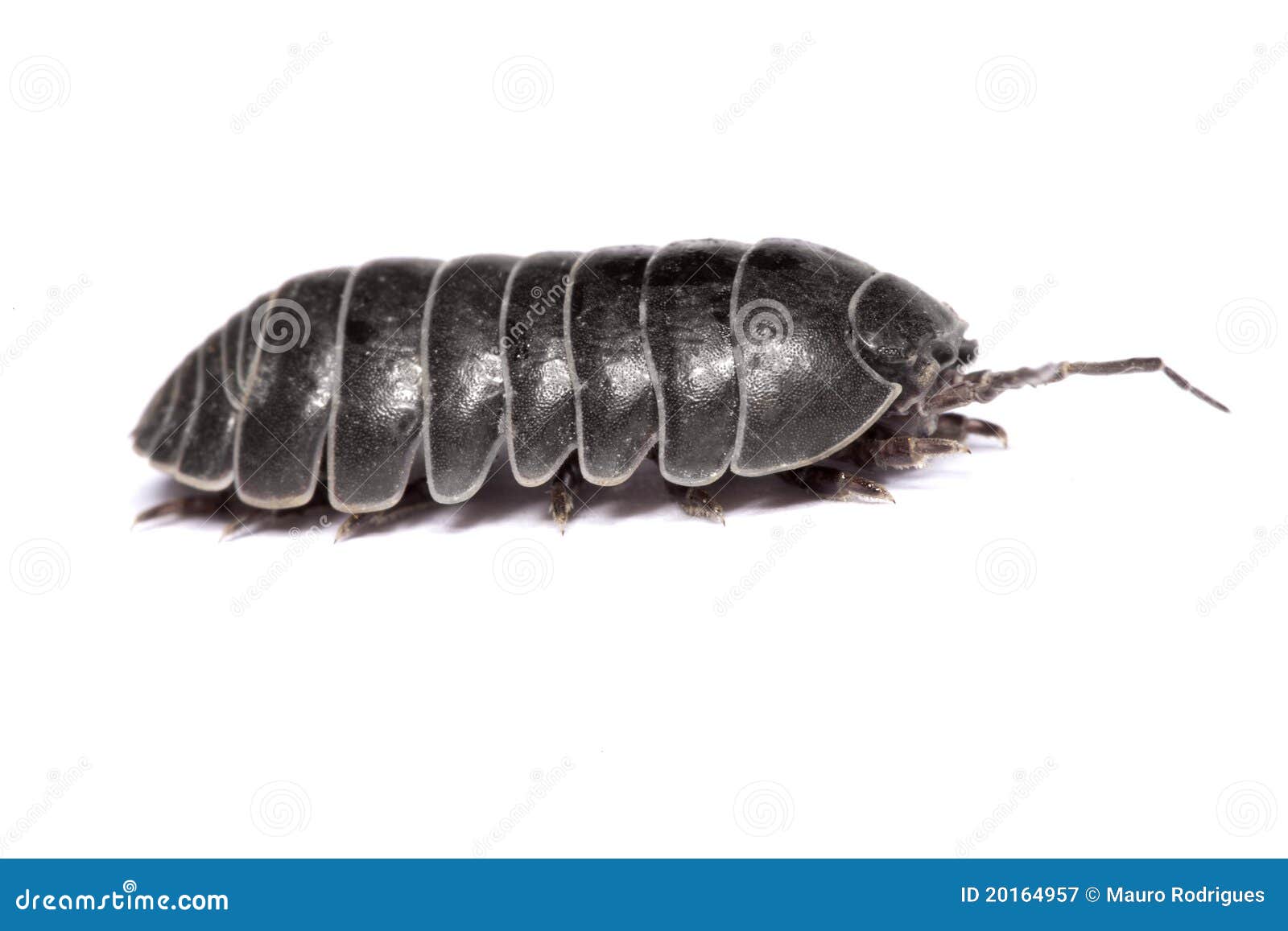 Woodlice bug stock image. Image of exoskeleton, vulgare - 20164957