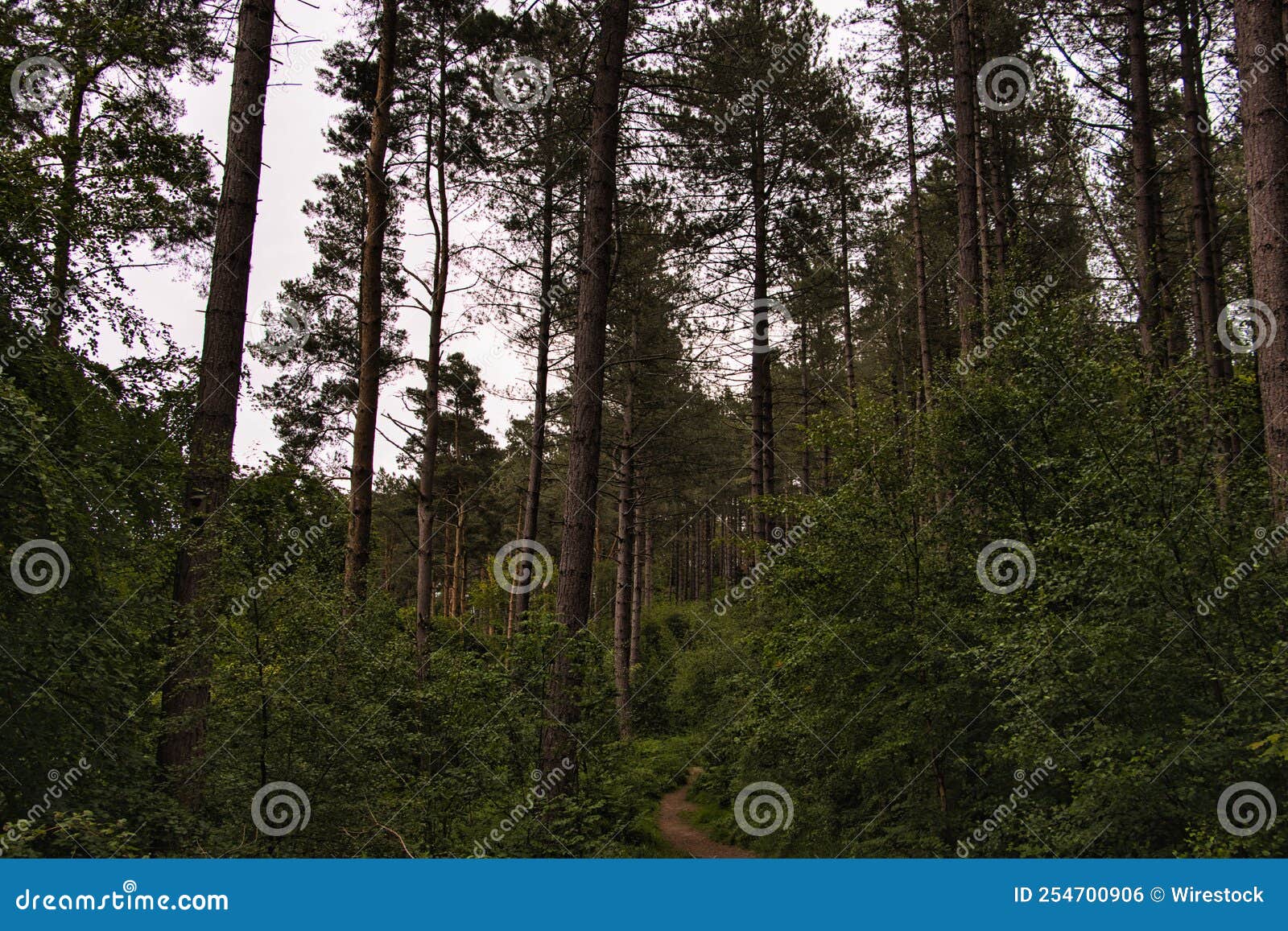 Woodline Path into a Towering Forest of Pine Trees Stock Photo - Image ...