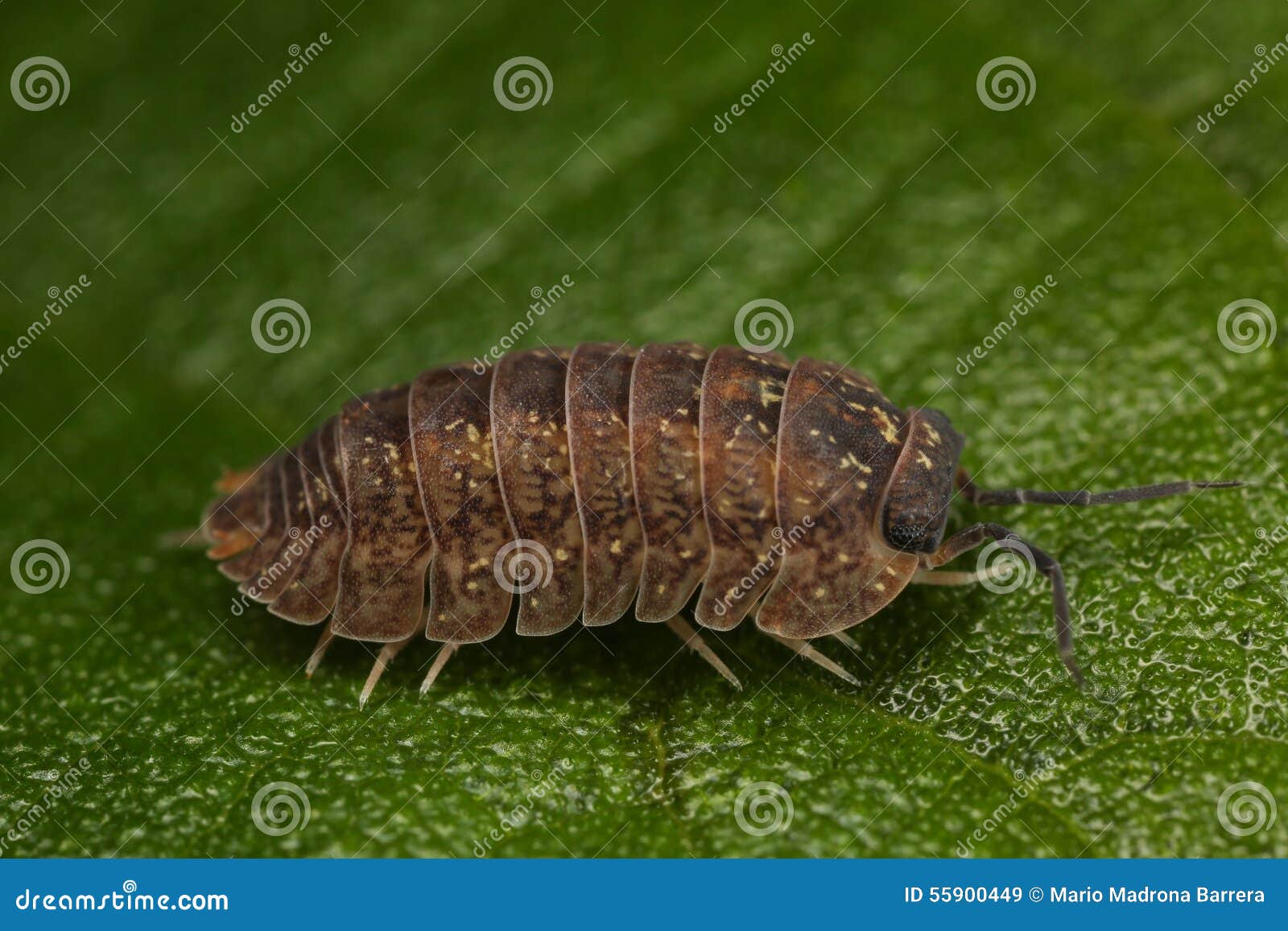 Woodlouse stock image. Image of control, close, woodlouse - 55900449
