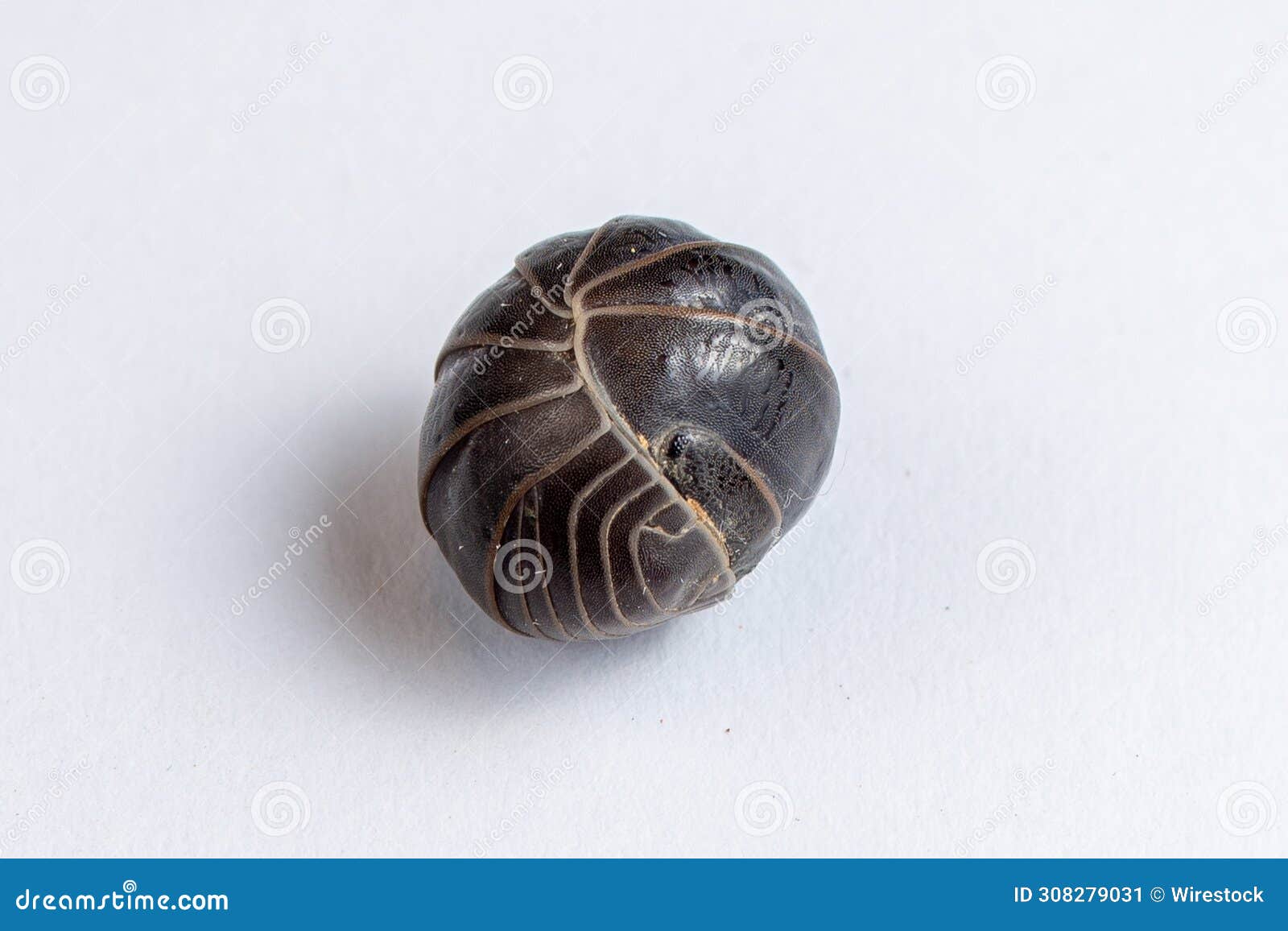 Woodlouse, Isopod Curled into a Ball Shape Stock Image - Image of ...