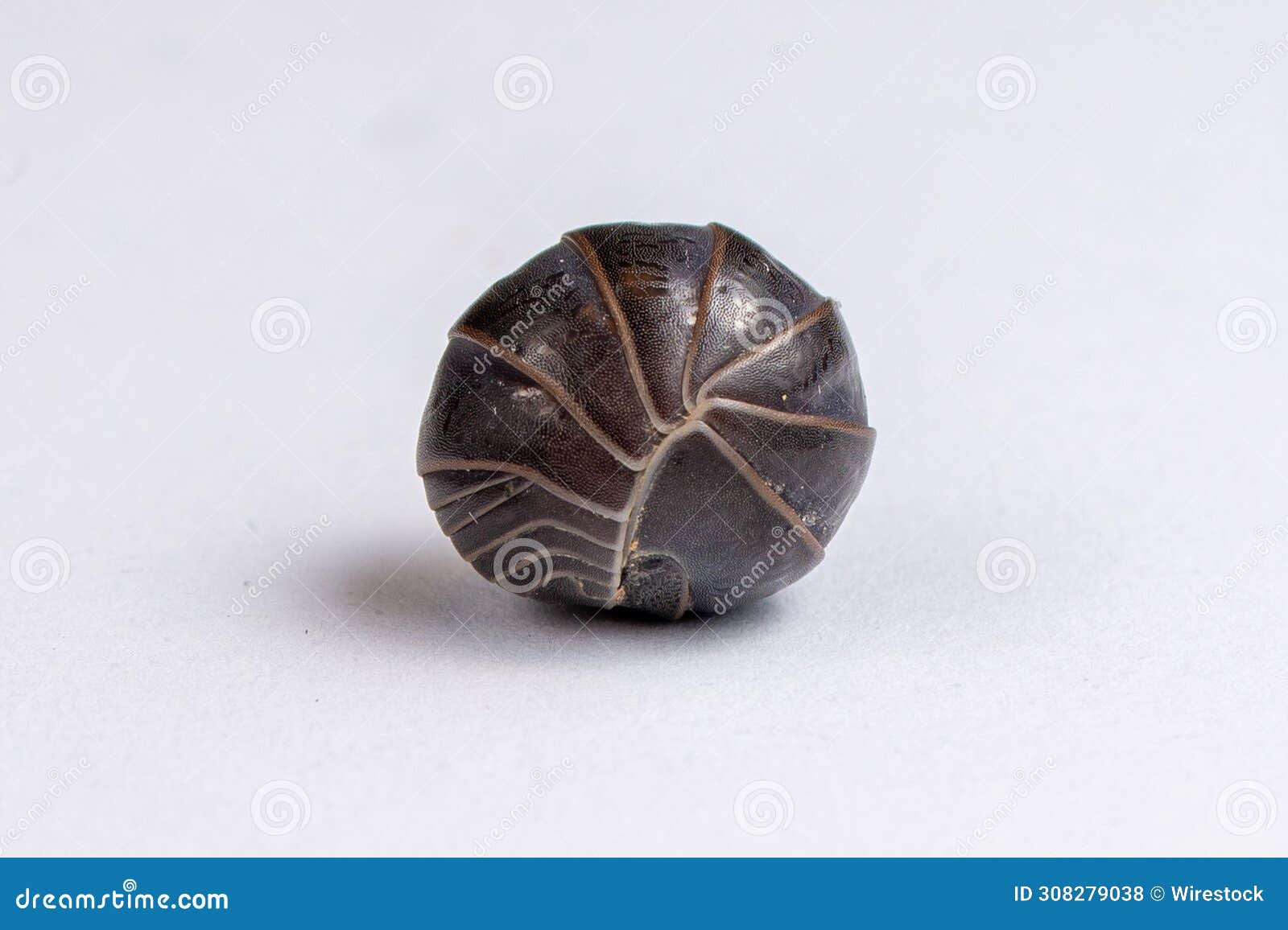 Woodlouse, Isopod Curled into a Ball Shape Stock Photo - Image of ball ...