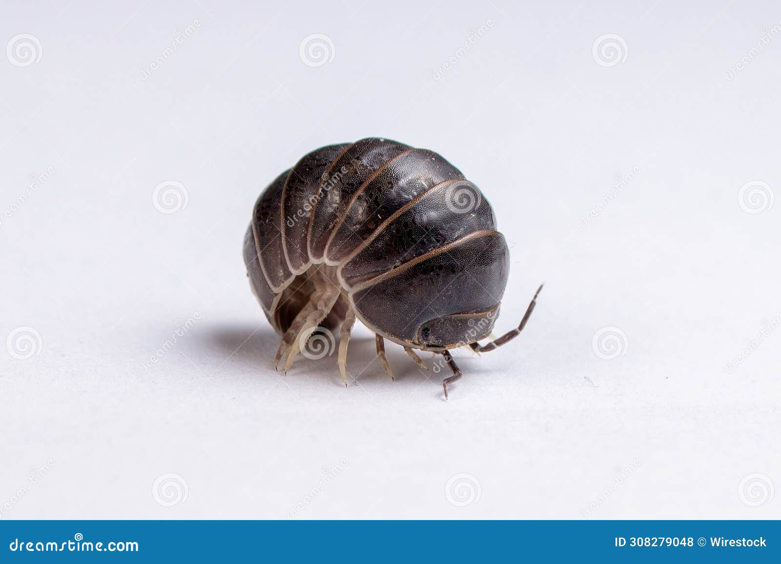 Woodlouse, Isopod Curled into a Ball Shape Stock Photo - Image of ...