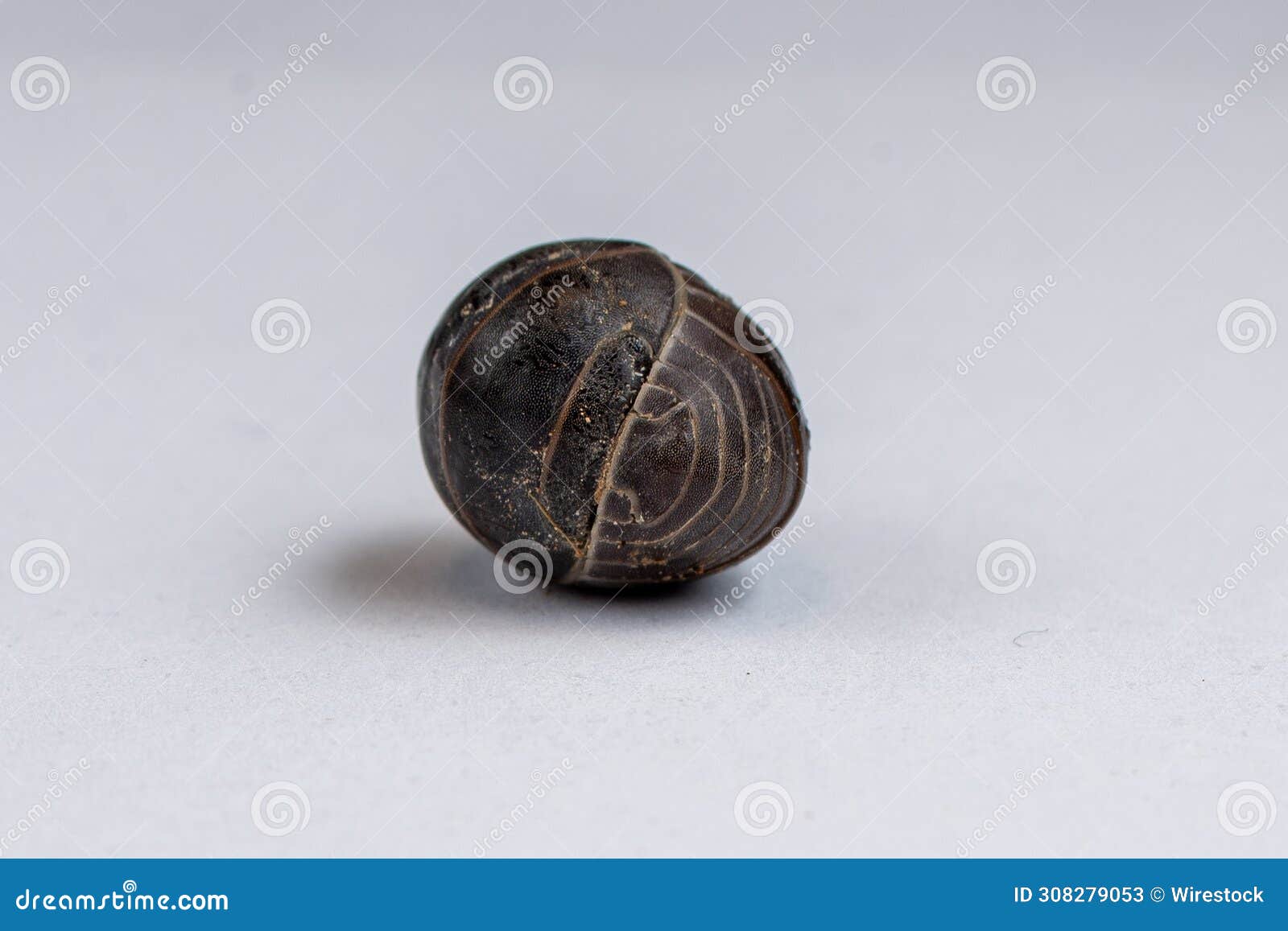 Woodlouse, Isopod Curled into a Ball Shape Stock Image - Image of ...