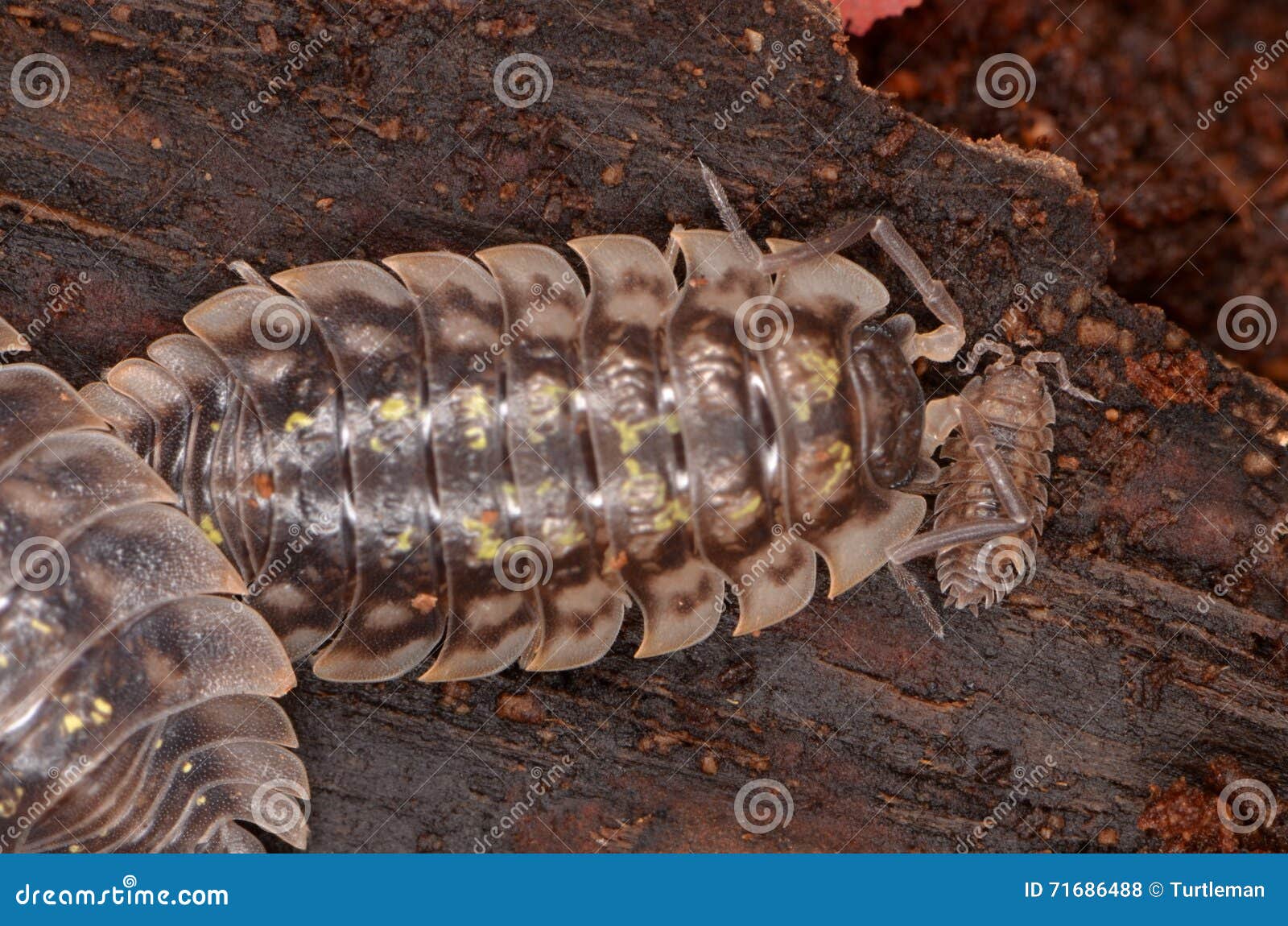 Woodlouse Oniscus asellus stock photo. Image of insect - 71686488