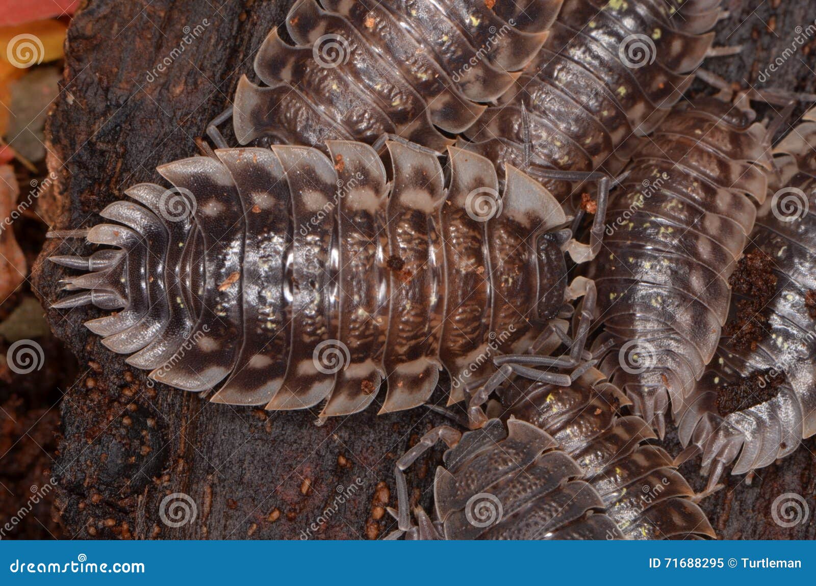 Woodlouse Oniscus asellus stock image. Image of armadillidium - 71688295