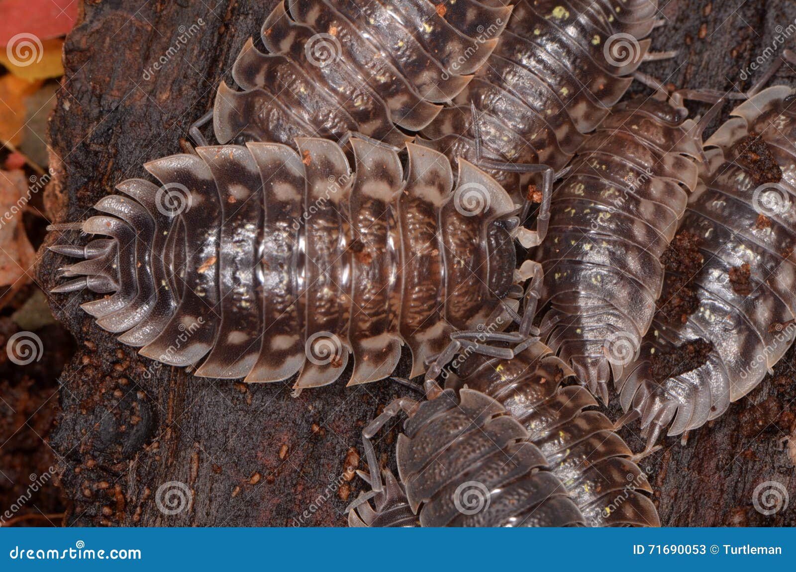 Woodlouse Oniscus asellus stock image. Image of exoskeleton - 71690053