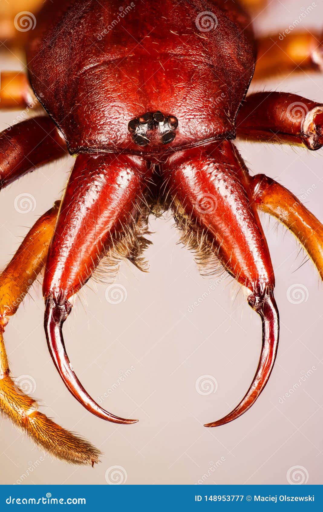 Woodlouse Spider, Woodlouse Hunter, Spider, Dysdera Crocata Stock Image ...