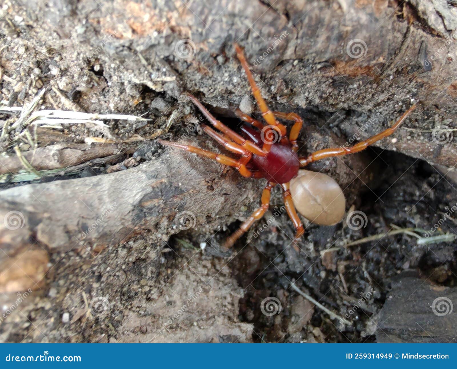 Woodlouse Spider on Tree Roots Stock Image - Image of woodlouse, creepy ...
