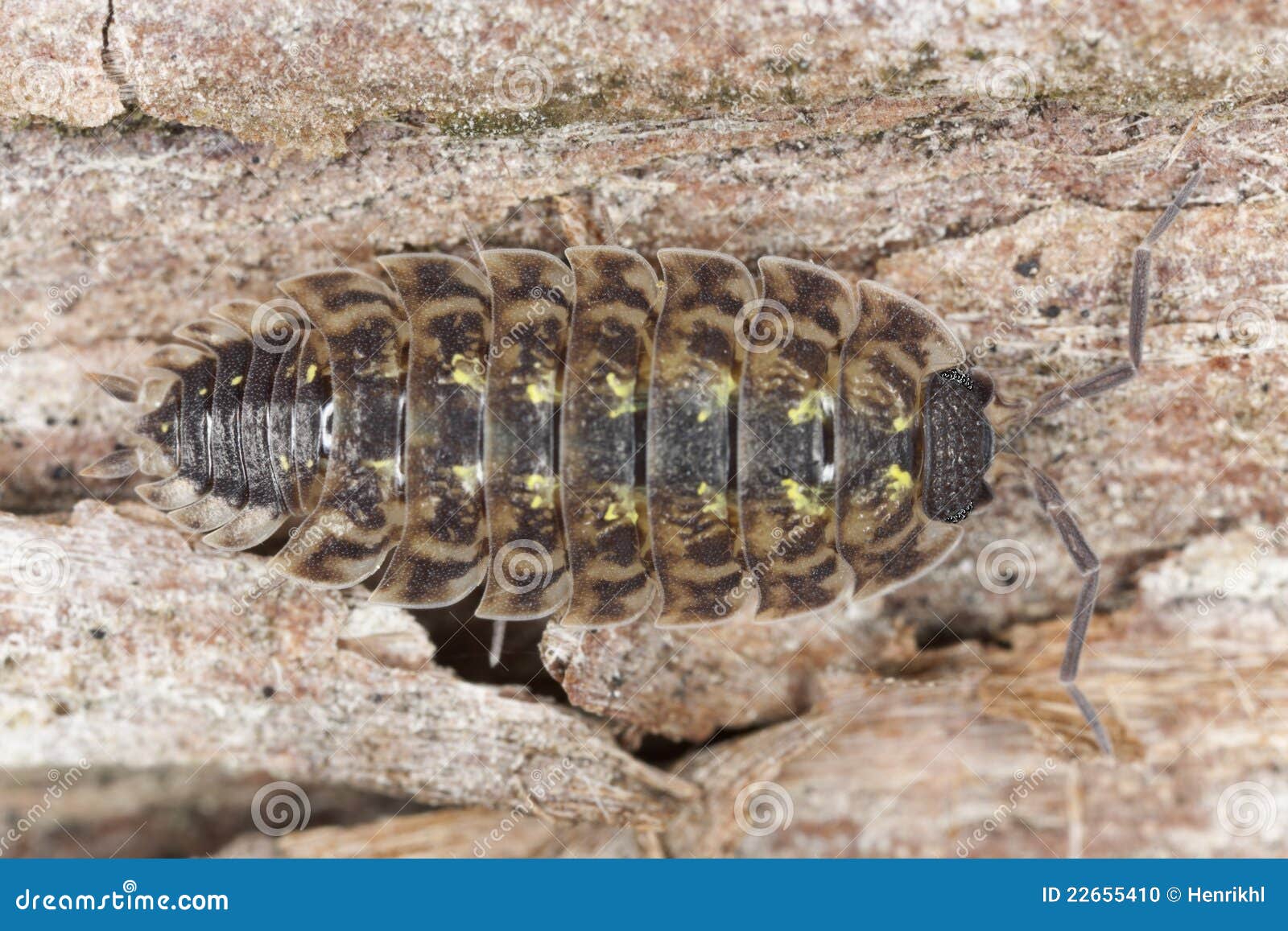 Woodlouse on wood stock photo. Image of living, extreme - 22655410