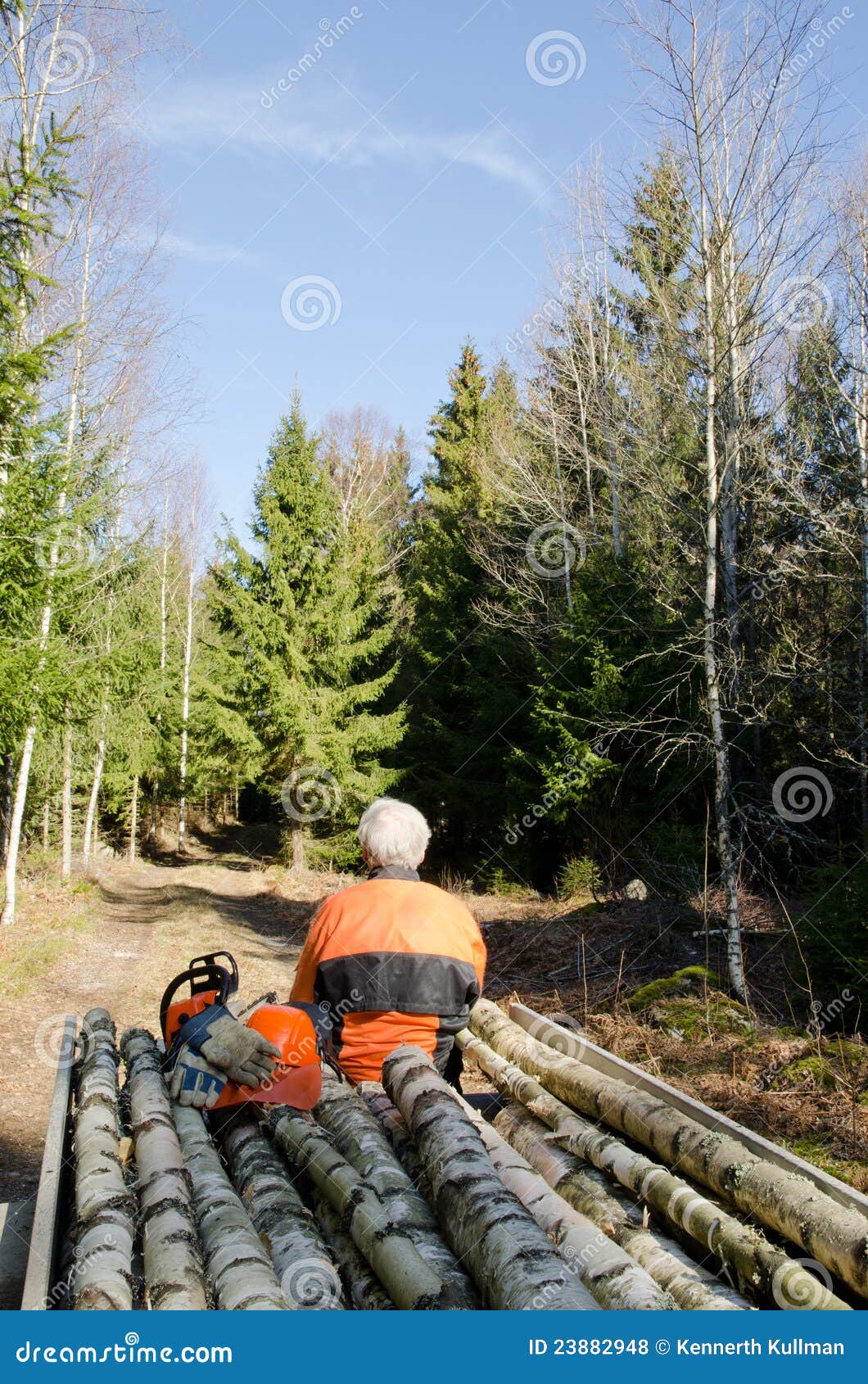 Woodmans break stock photo. Image of forestry, rest, firs - 23882948