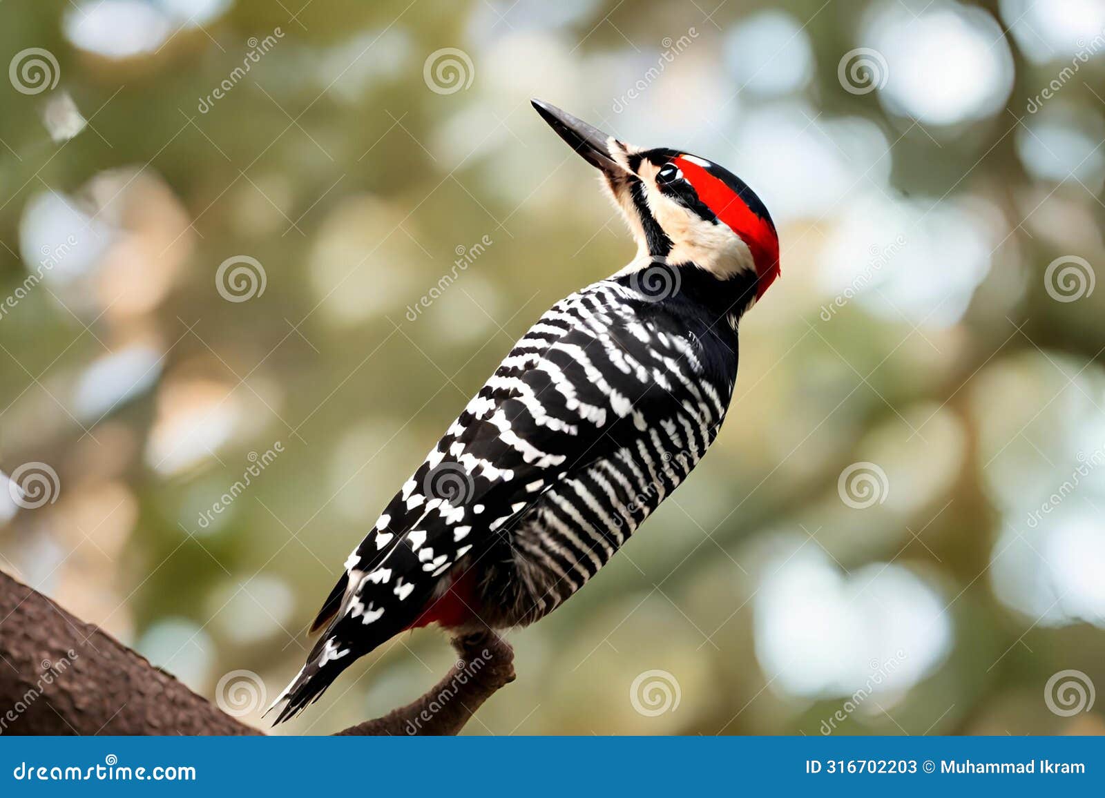 Stunning Woodpecker Amidst Nature S Canvas Stock Illustration ...