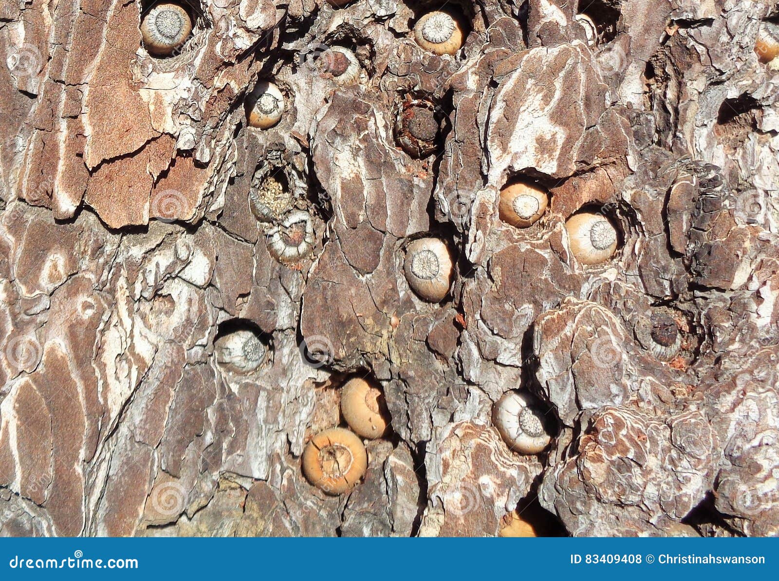 Woodpecker Acorns in Pine Bark, Saving for the Winter Stock Photo ...