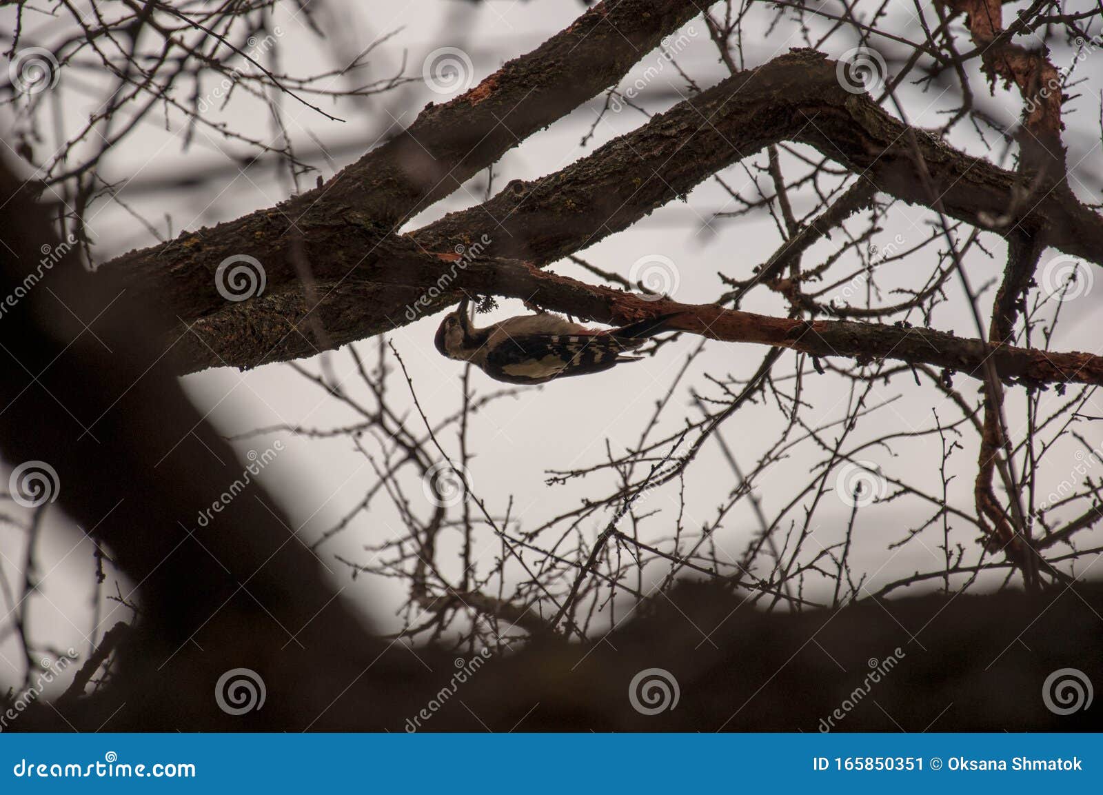 The Woodpecker Bird is Sitting on the Tree and Knocking Loud Stock ...