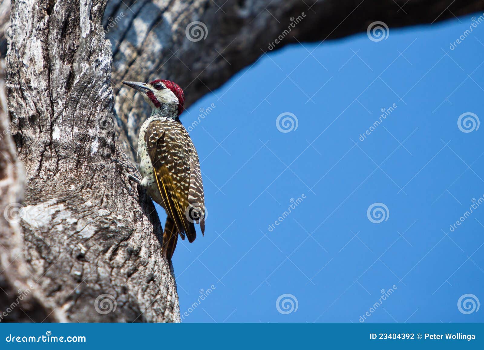 Woodpecker bird in a tree stock photo. Image of fauna - 23404392