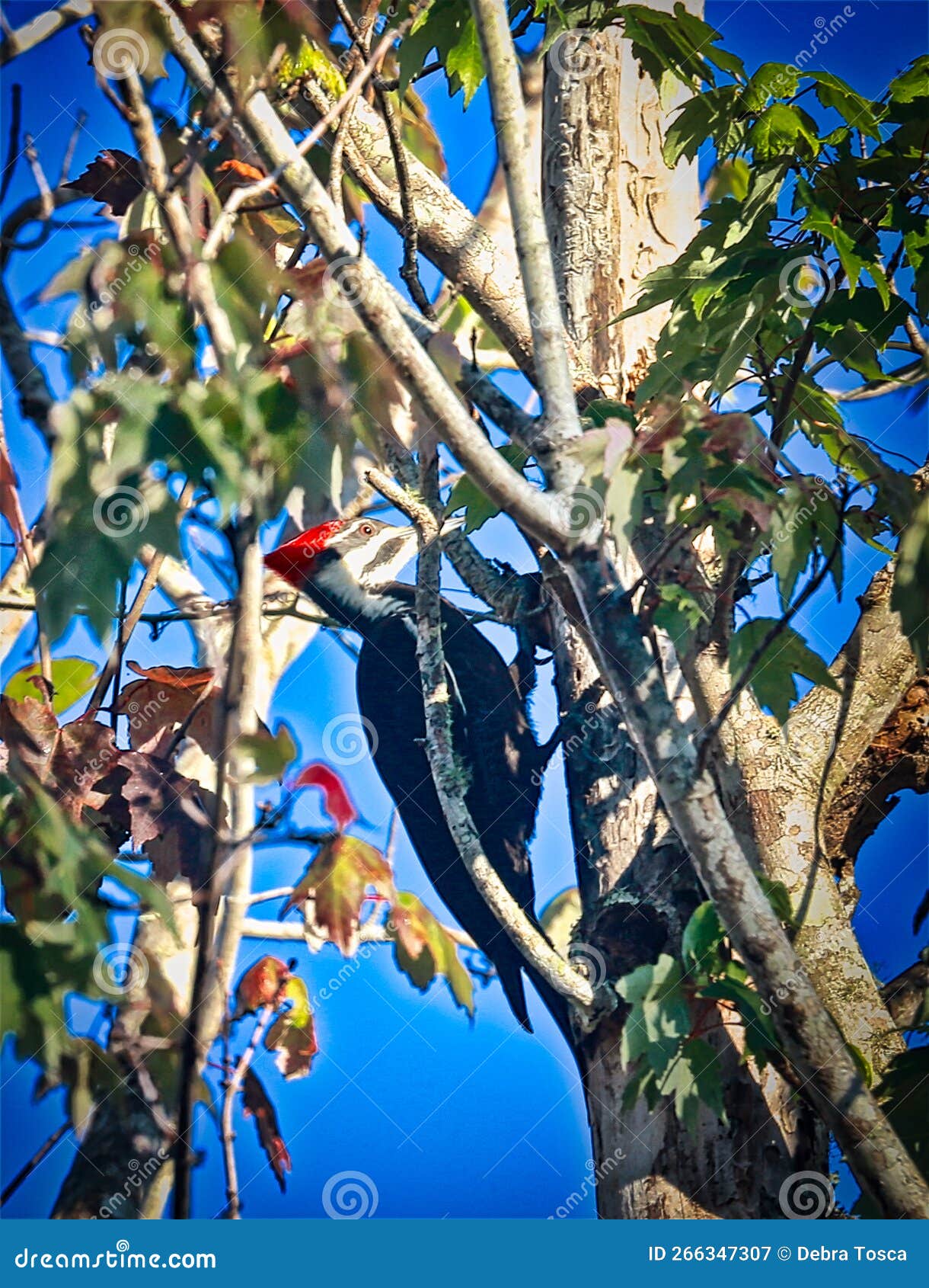 Woodpecker Bird Tree Florida Stock Image - Image of headed, rookery ...