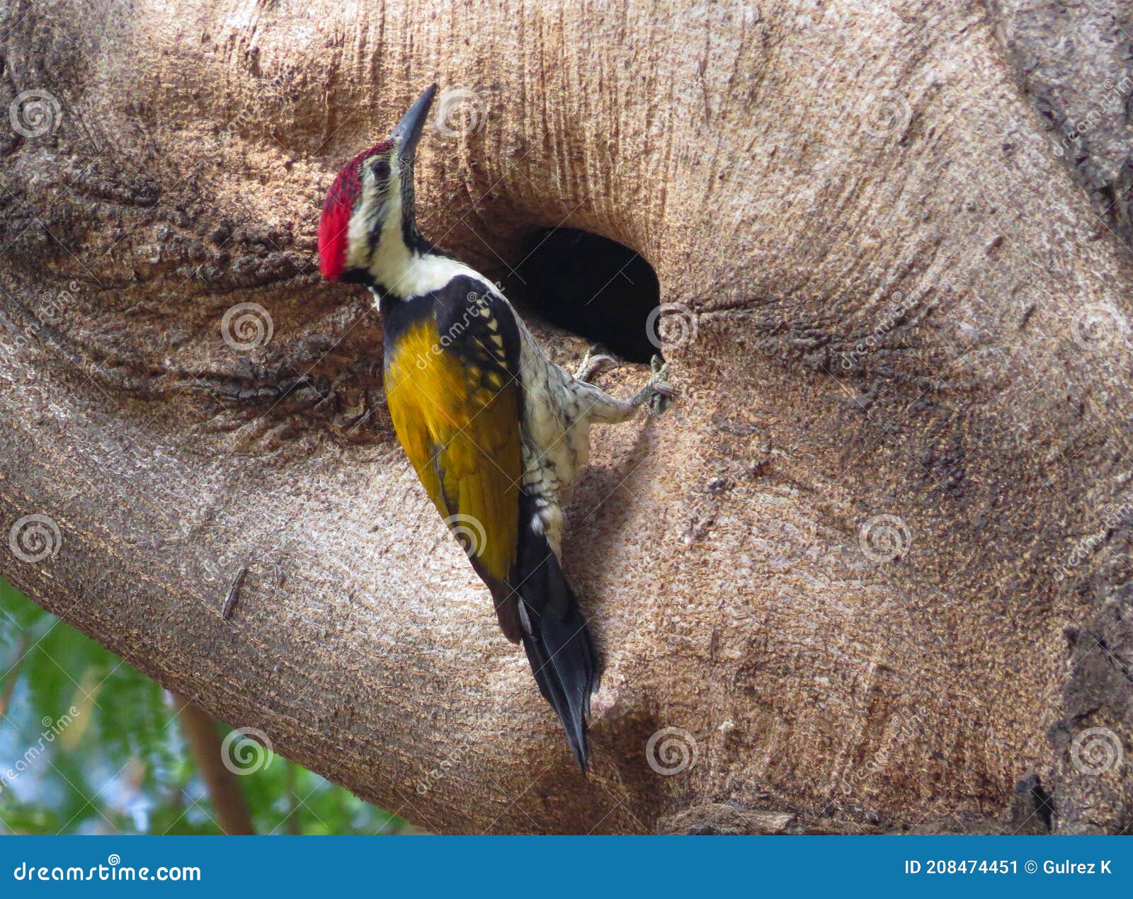 Woodpecker Bird. stock image. Image of character, birds - 208474451