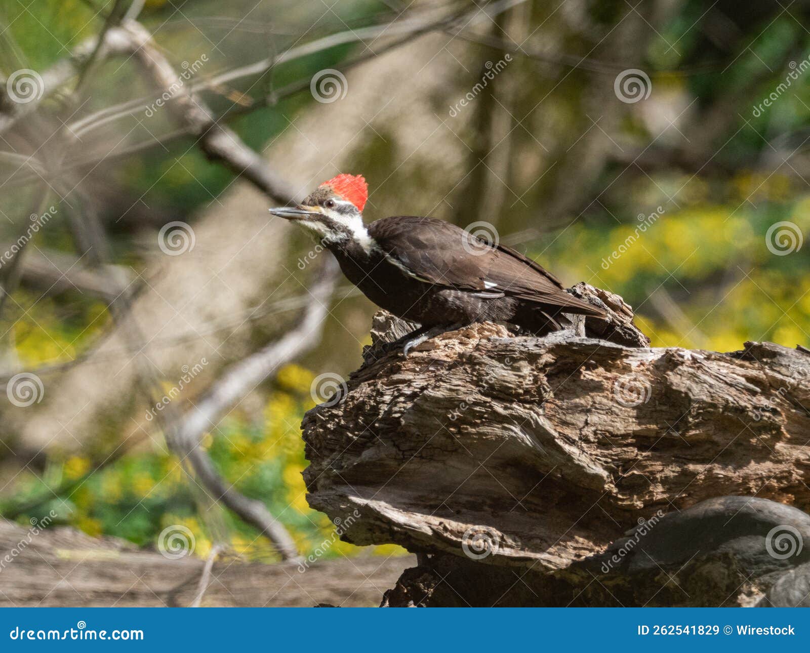 Woodpecker Bird on a Tree Trunk Stock Image - Image of view, feathers ...