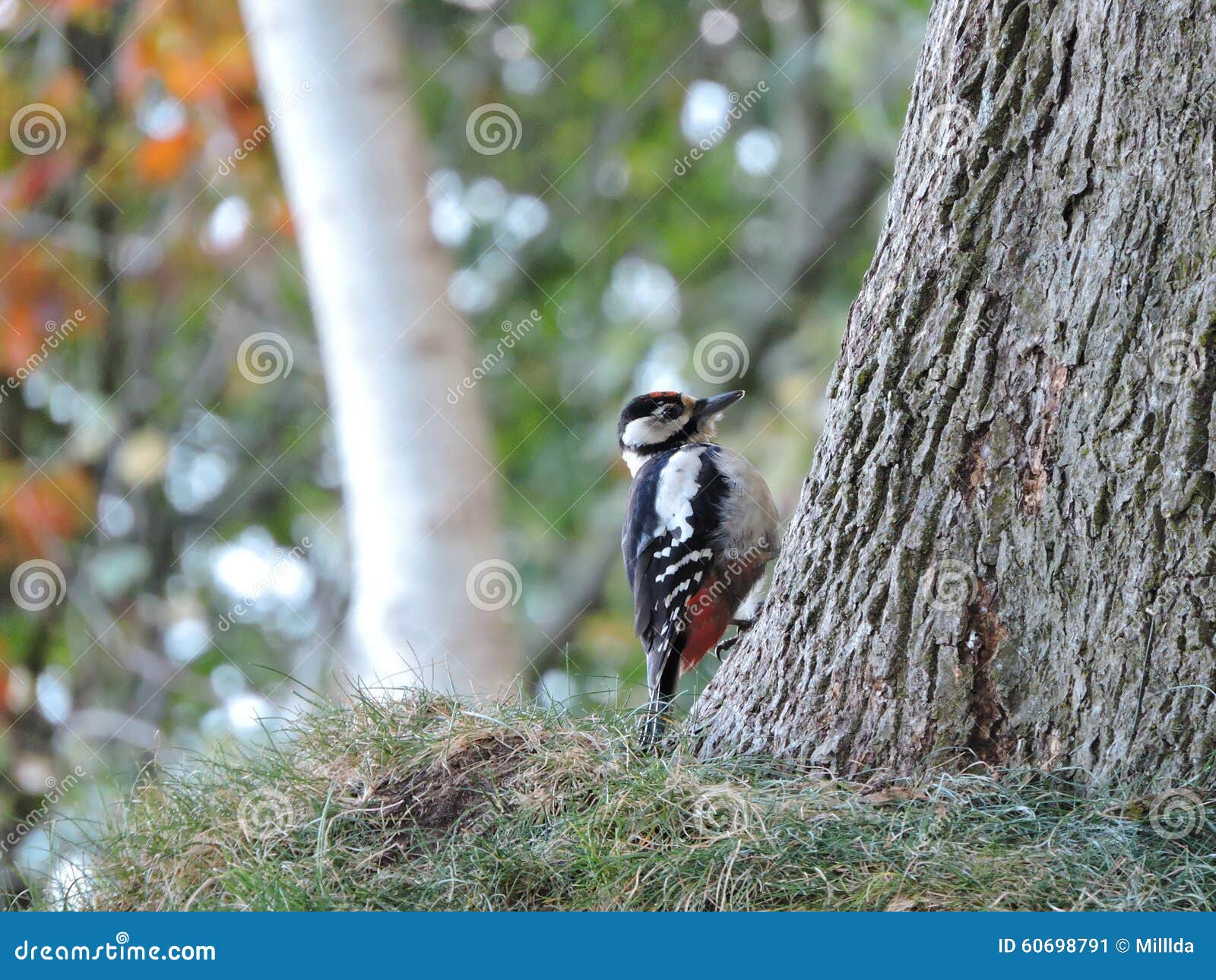 Woodpecker Bird on Tree Trunk Stock Image - Image of tree, white: 60698791