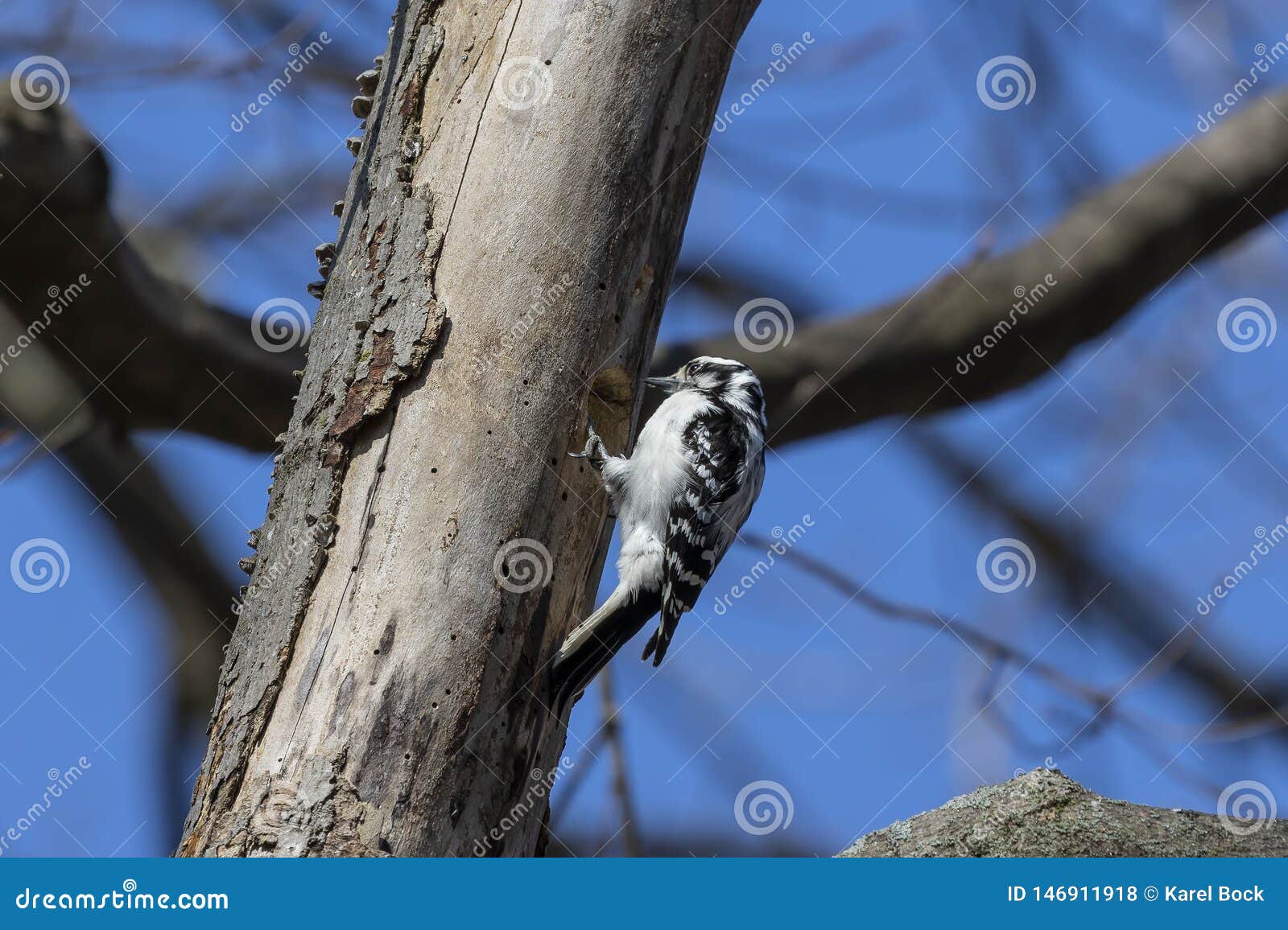 The Woodpecker Builds a Nesting Cavity Stock Photo - Image of ...
