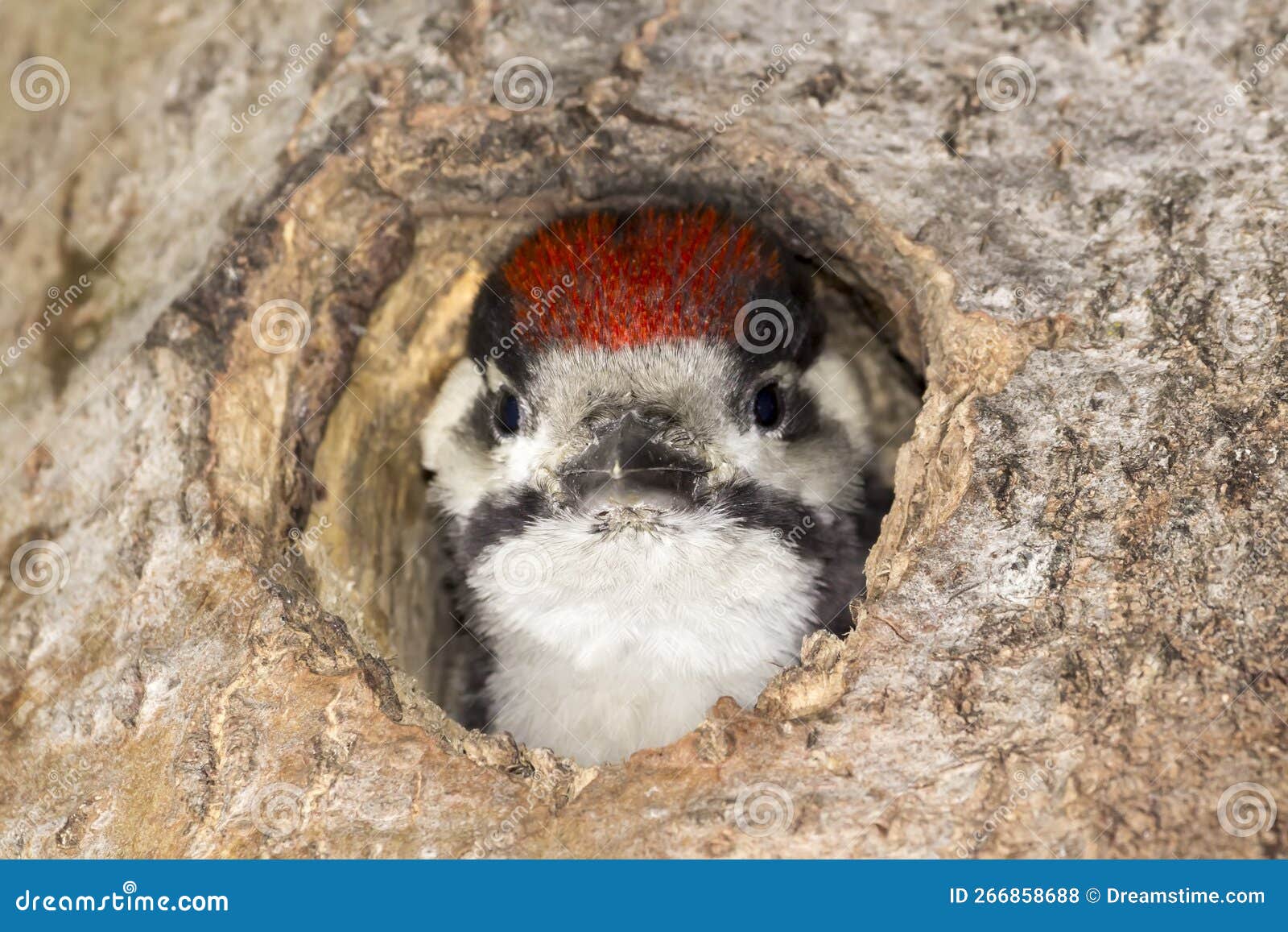 Woodpecker Chick in a Hollow Stock Photo - Image of beak, hollow: 266858688