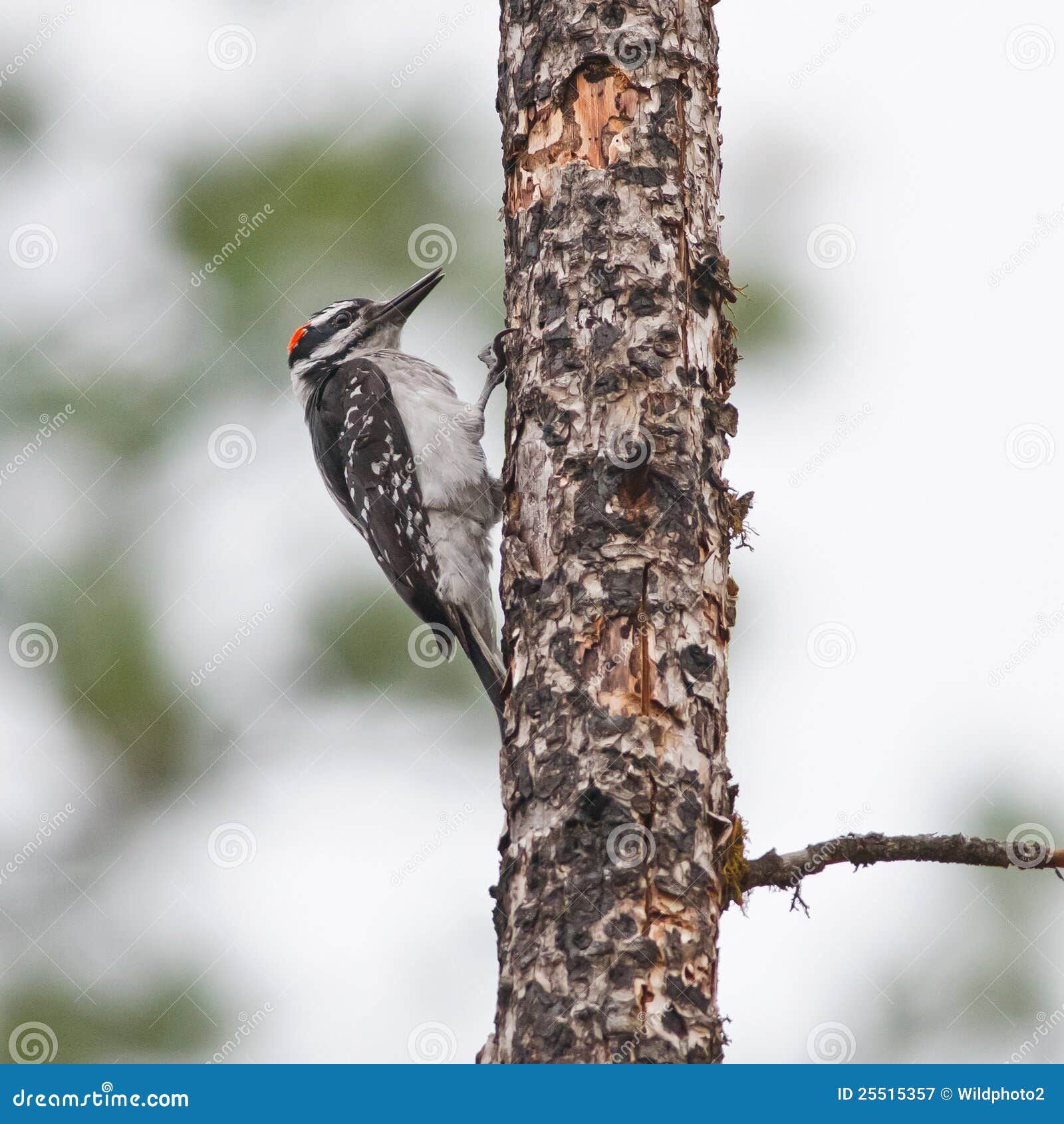 Woodpecker Clinging To a Tree Stock Image - Image of woodpecker, bird ...
