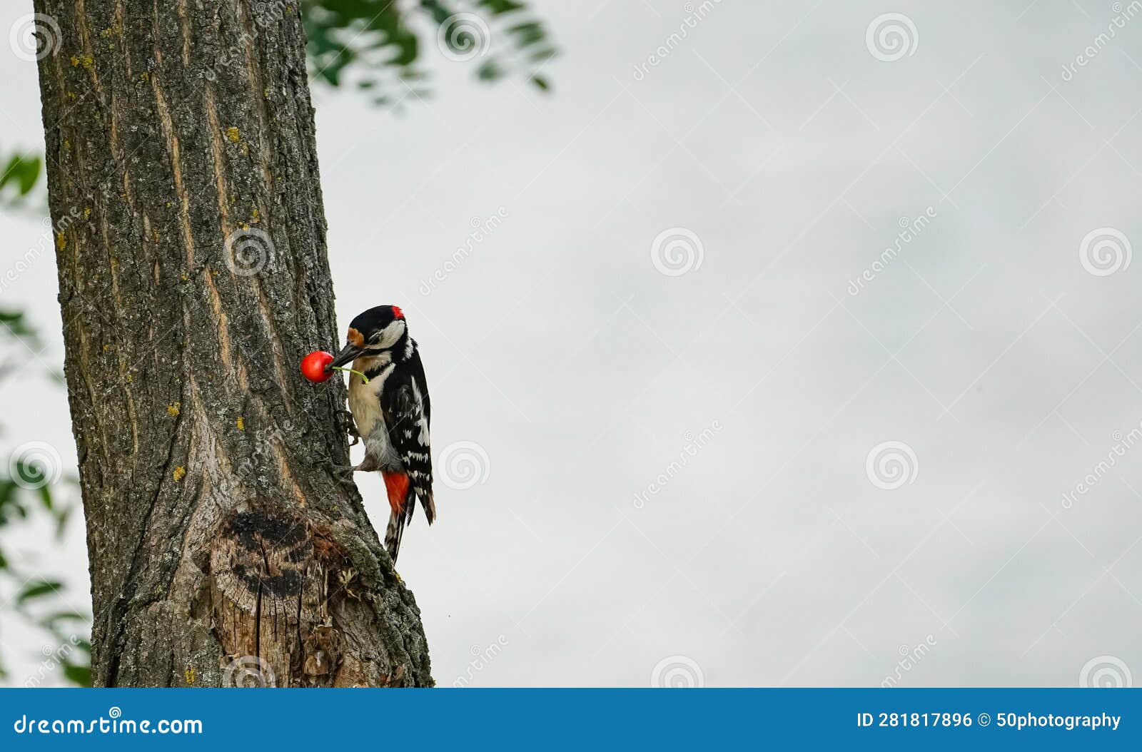 Woodpecker Eating Cherry on a Tree. Colorful Woodpecker Landscape Stock ...